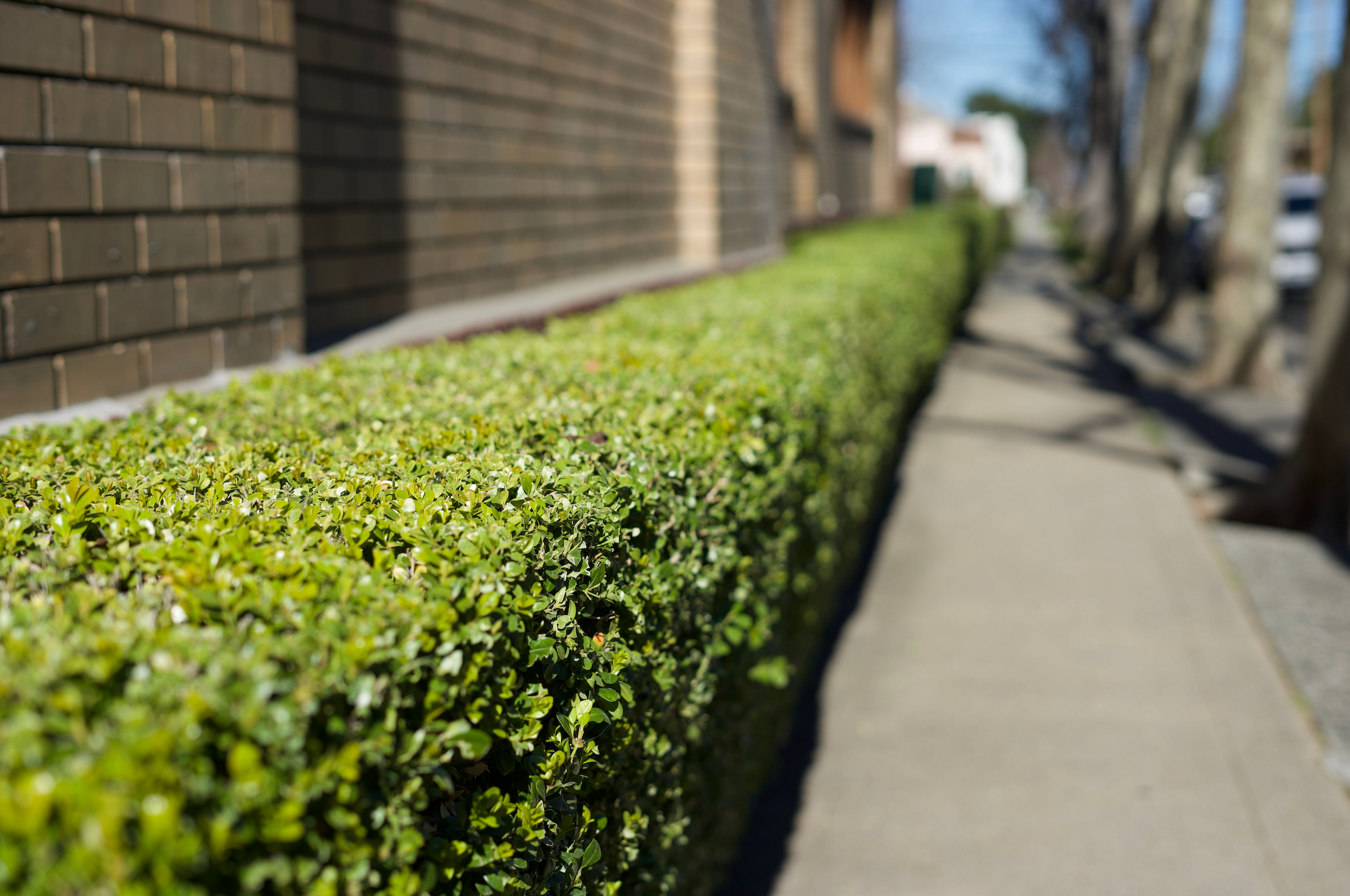 How to Grow a Hedge on Top of a Wall | Mathias Nurseries | Mathias ...
