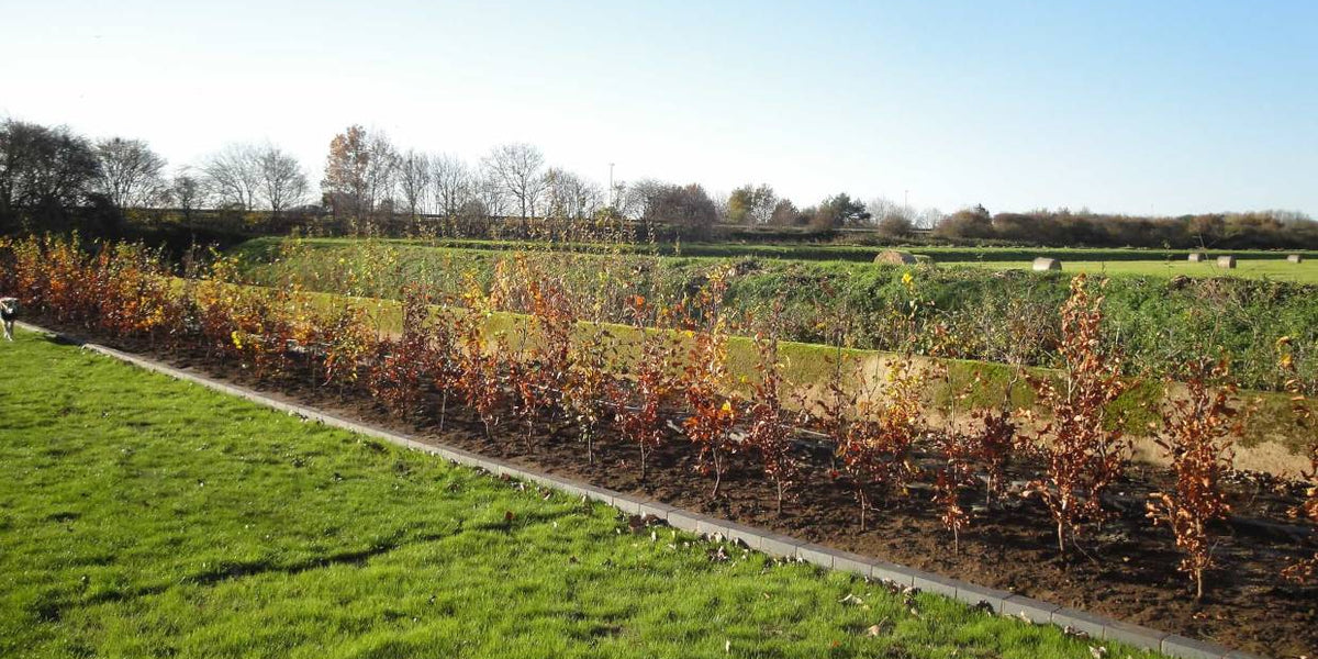 How to Grow a Hedge Quickly: Top Tips | Mathias Nurseries | Mathias ...