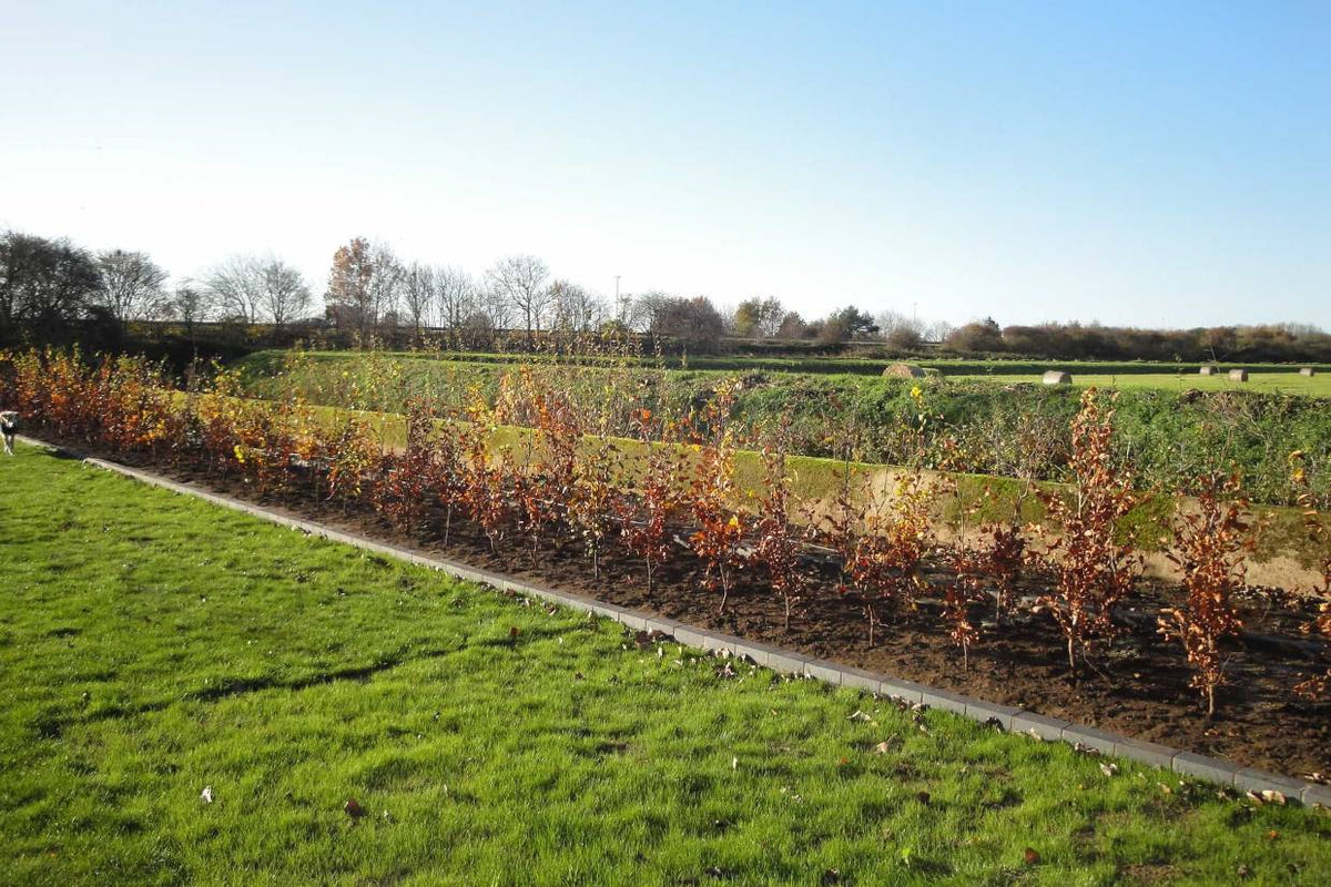 How to Grow a Hedge Quickly: Top Tips | Mathias Nurseries | Mathias ...