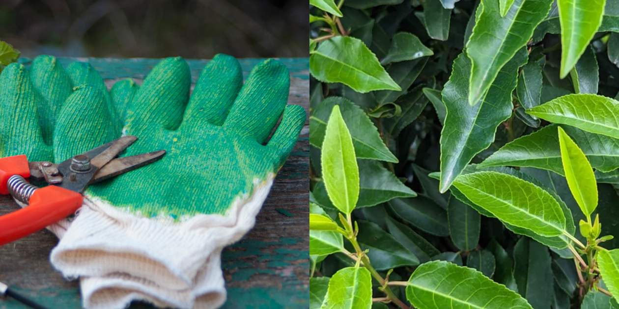 Mastering Portuguese Laurel Pruning: Expert Tips & Techniques | Mathias ...