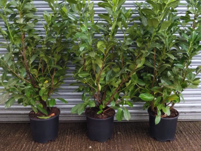 7 Benefits of Potted Laurel Hedging | Mathias Nurseries | Mathias Nurseries