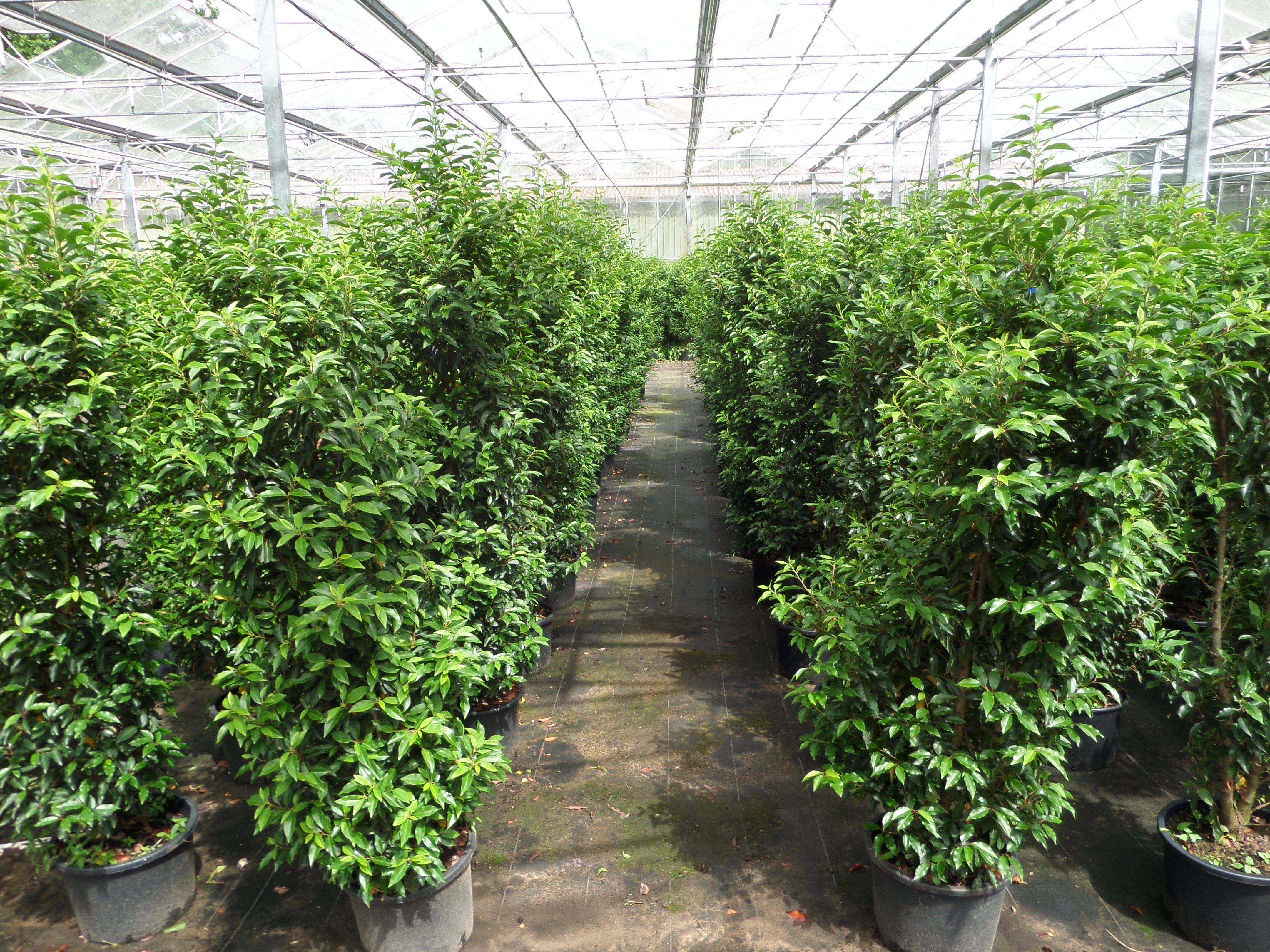 Potted Portuguese Laurel Growth Rate & Benefits | Mathias Nurseries