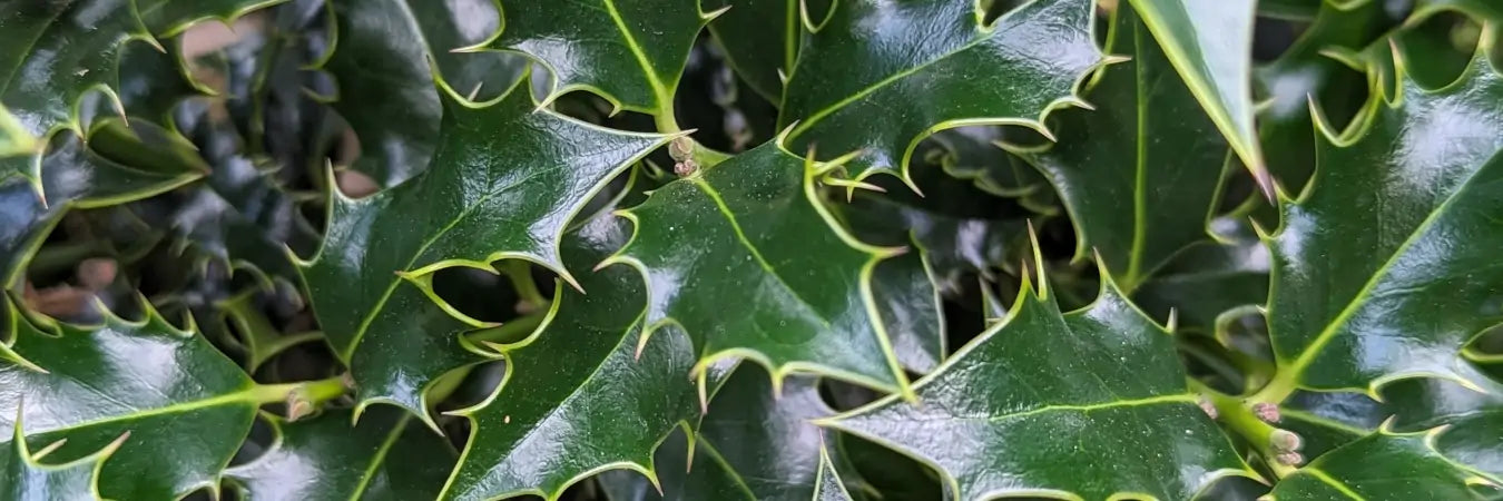 Rootballed Holly Hedging | Mathias Nurseries
