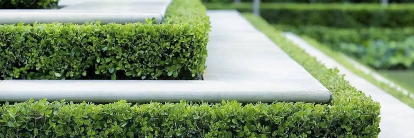 Small Hedging Plants | Mathias Nurseries