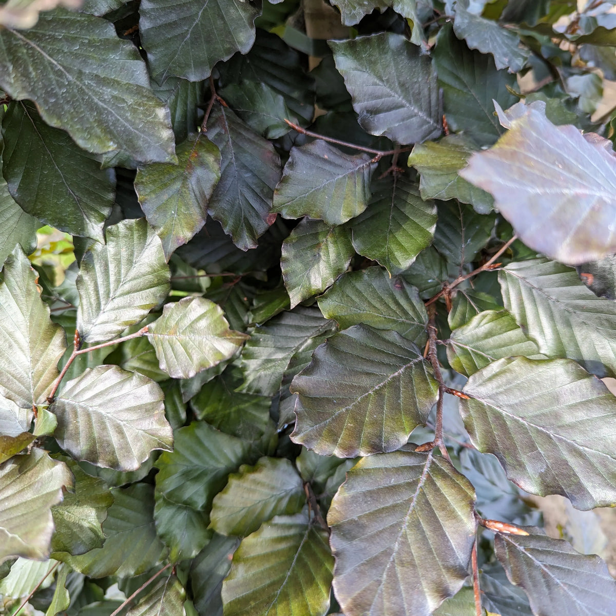 Copper Beech Hedging 7-8ft (210-240cm) in a 10lt pot | Mathias Nurseries