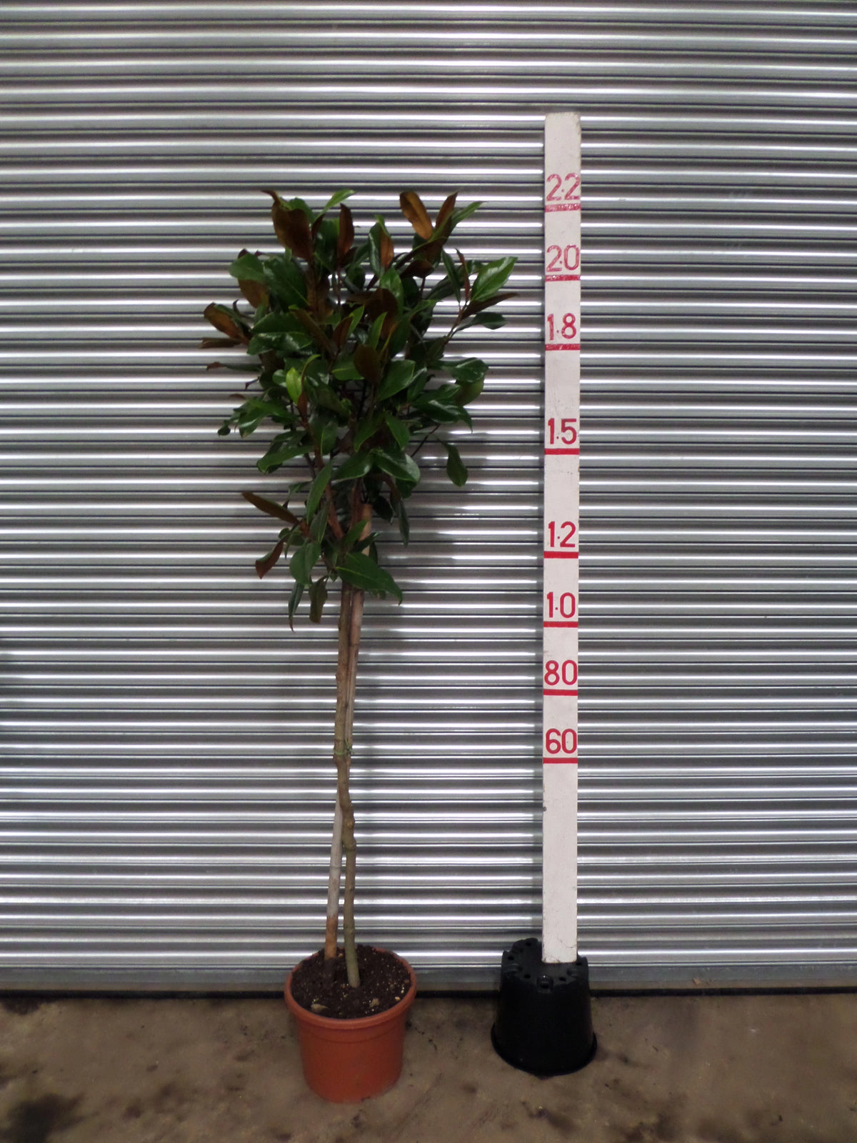 Magnolia Grandiflora 25lt | Mathias Nurseries