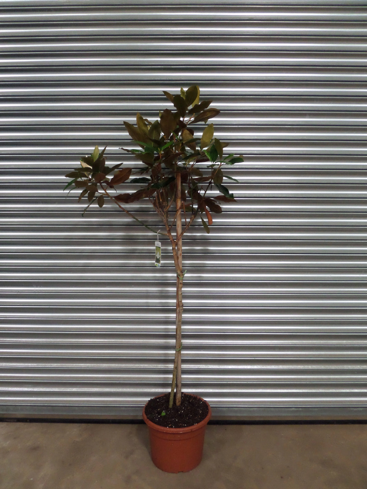 Magnolia Grandiflora Little Gem Short Standard | Mathias Nurseries