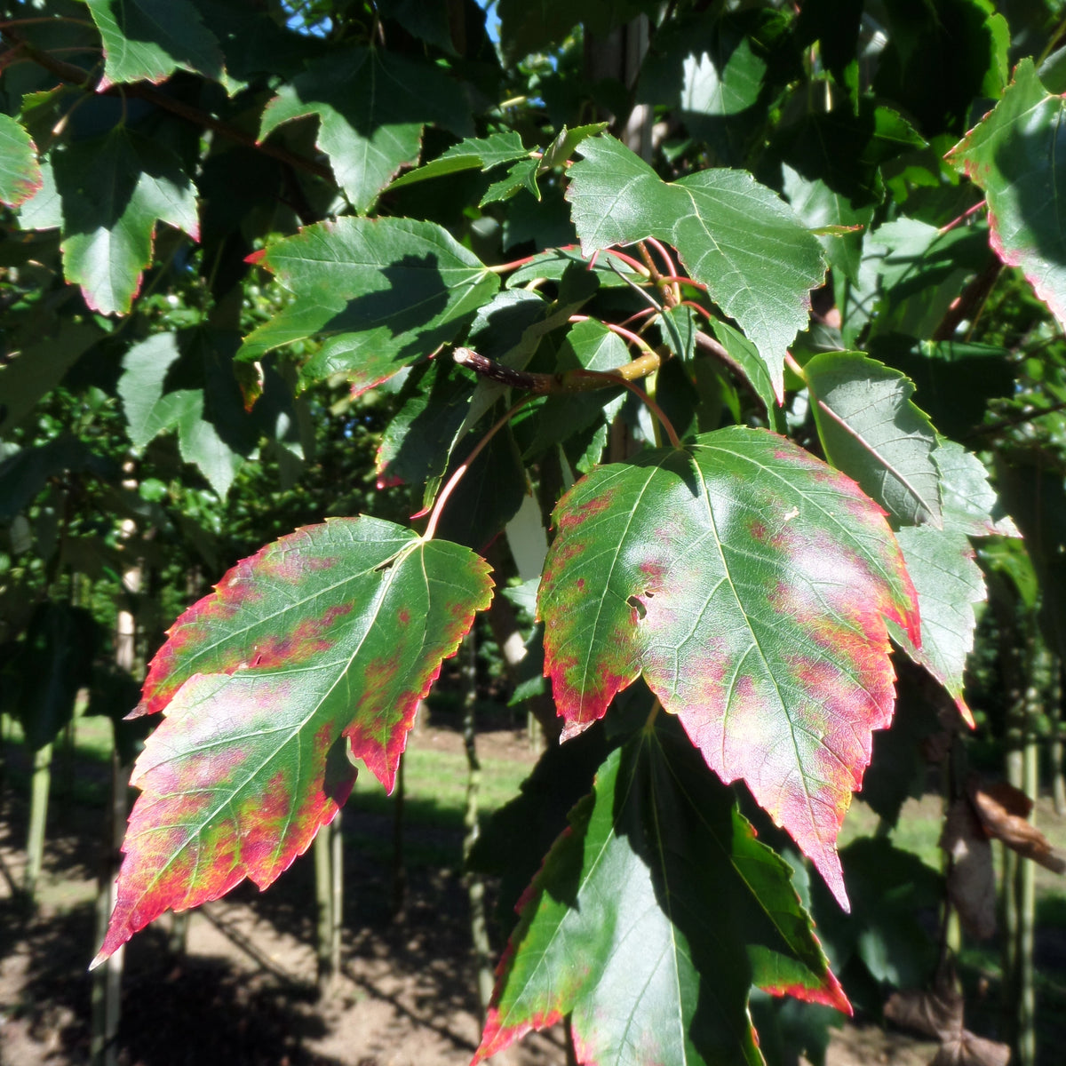 Acer rubrum Red Sunset (Red Maple) | Mathias Nurseries