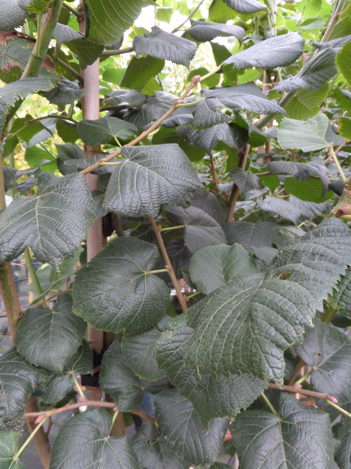 Tilia platyphyllos - Large Leaved Lime | Mathias Nurseries