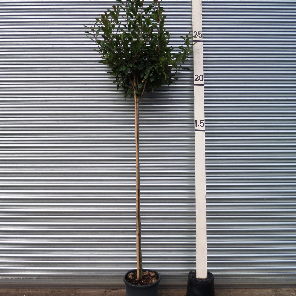 Photinia Red Robin 25lt (Standard Tree) | Mathias Nurseries