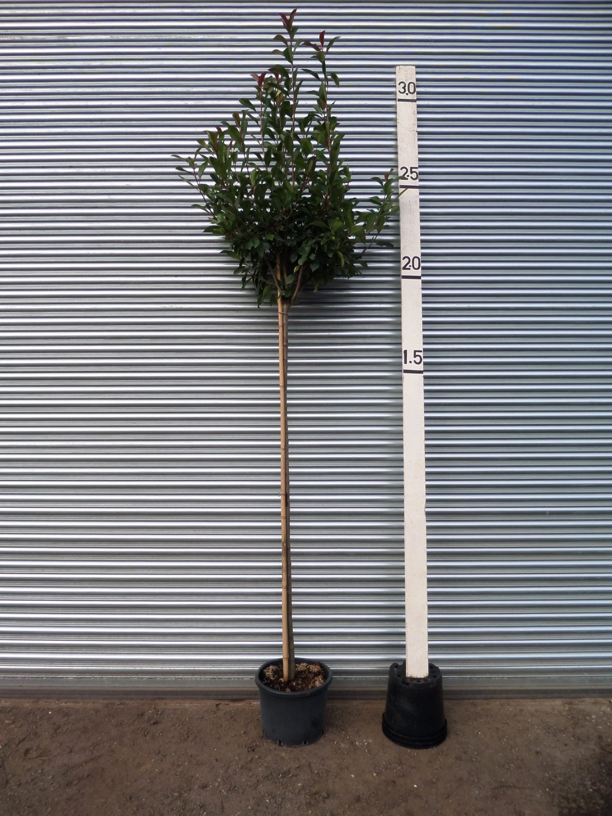 Photinia Red Robin 25lt (Standard Tree) | Mathias Nurseries