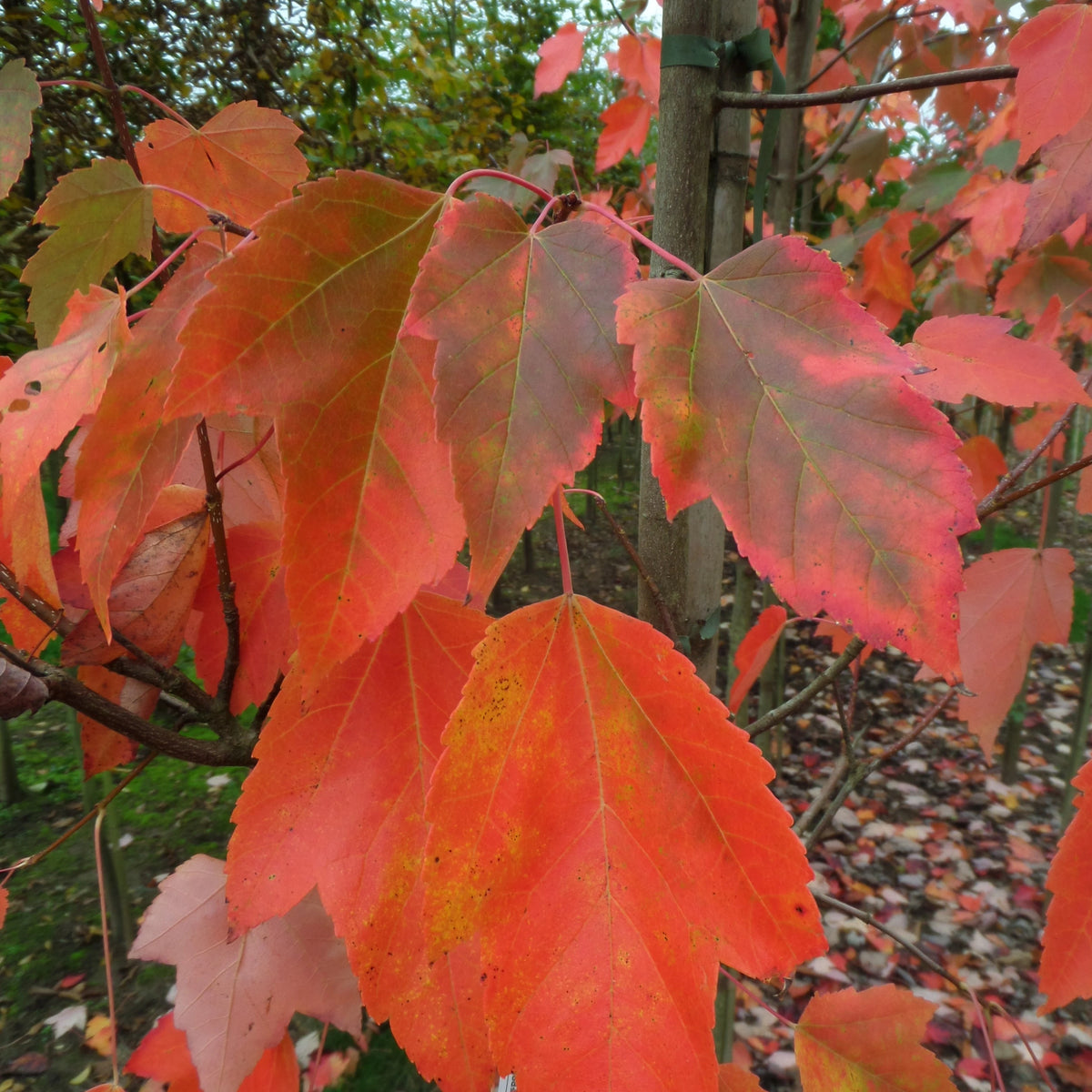 Acer rubrum Red Sunset (Red Maple) | Mathias Nurseries