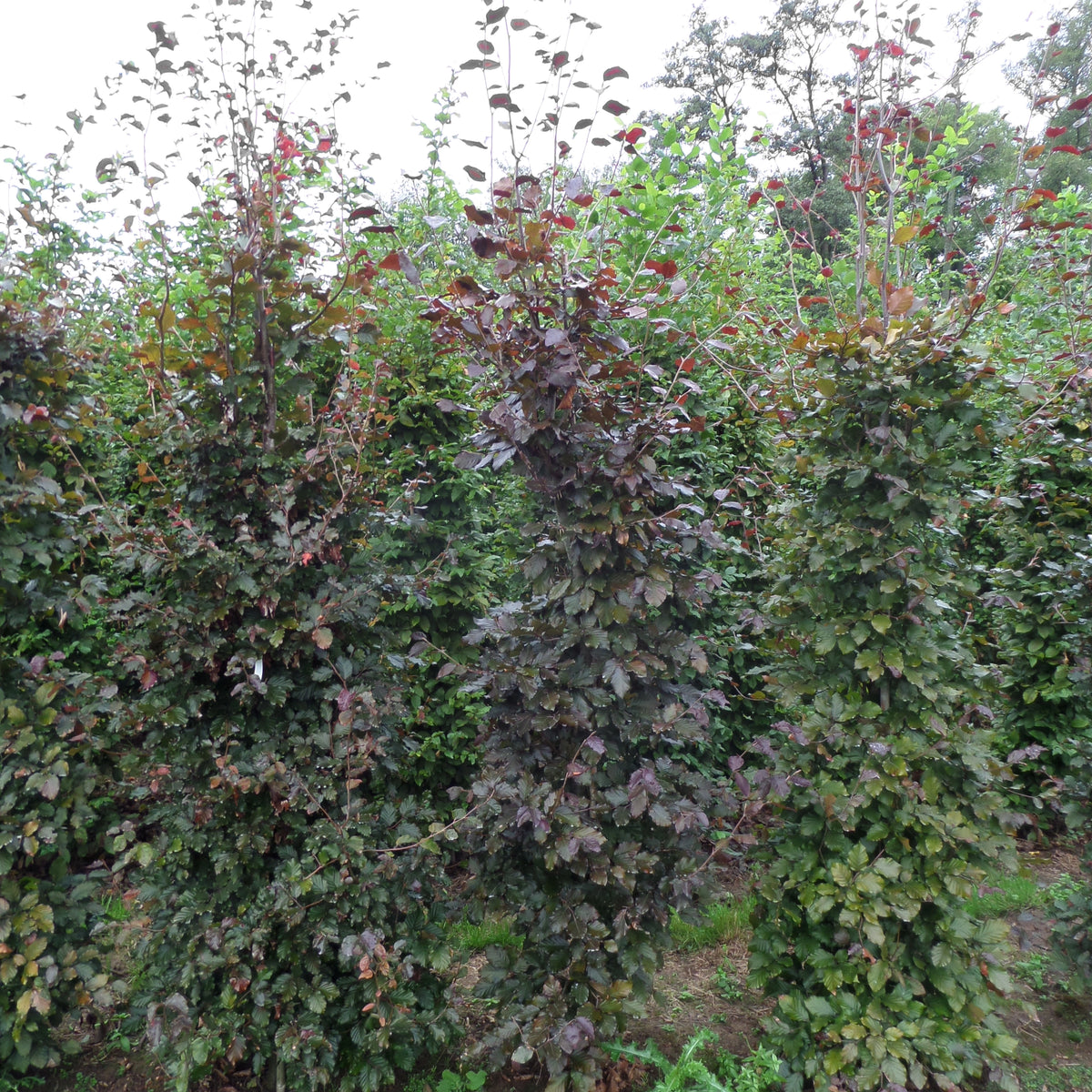 Copper Beech Hedging 210-240cm (7-8ft) Rootballed | Mathias Nurseries