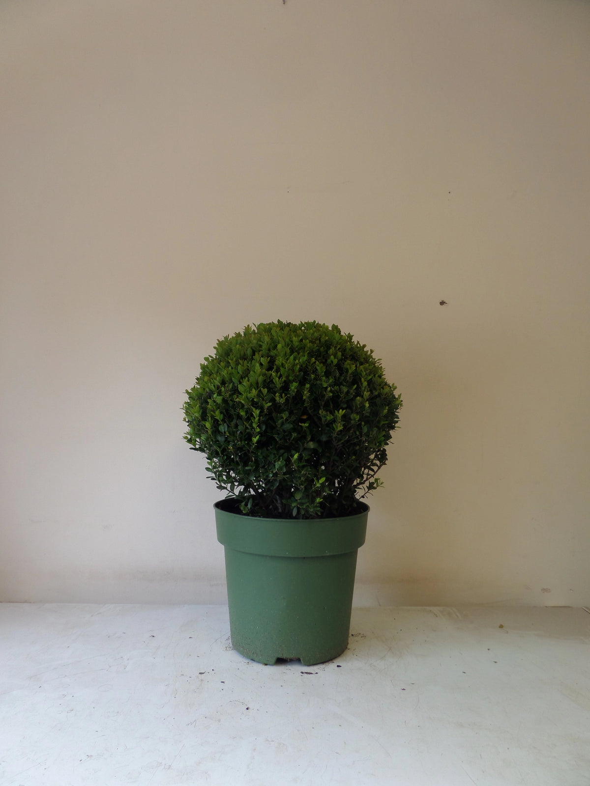 Ilex Crenata Topiary Ball | Japanese Holly | Mathias Nurseries