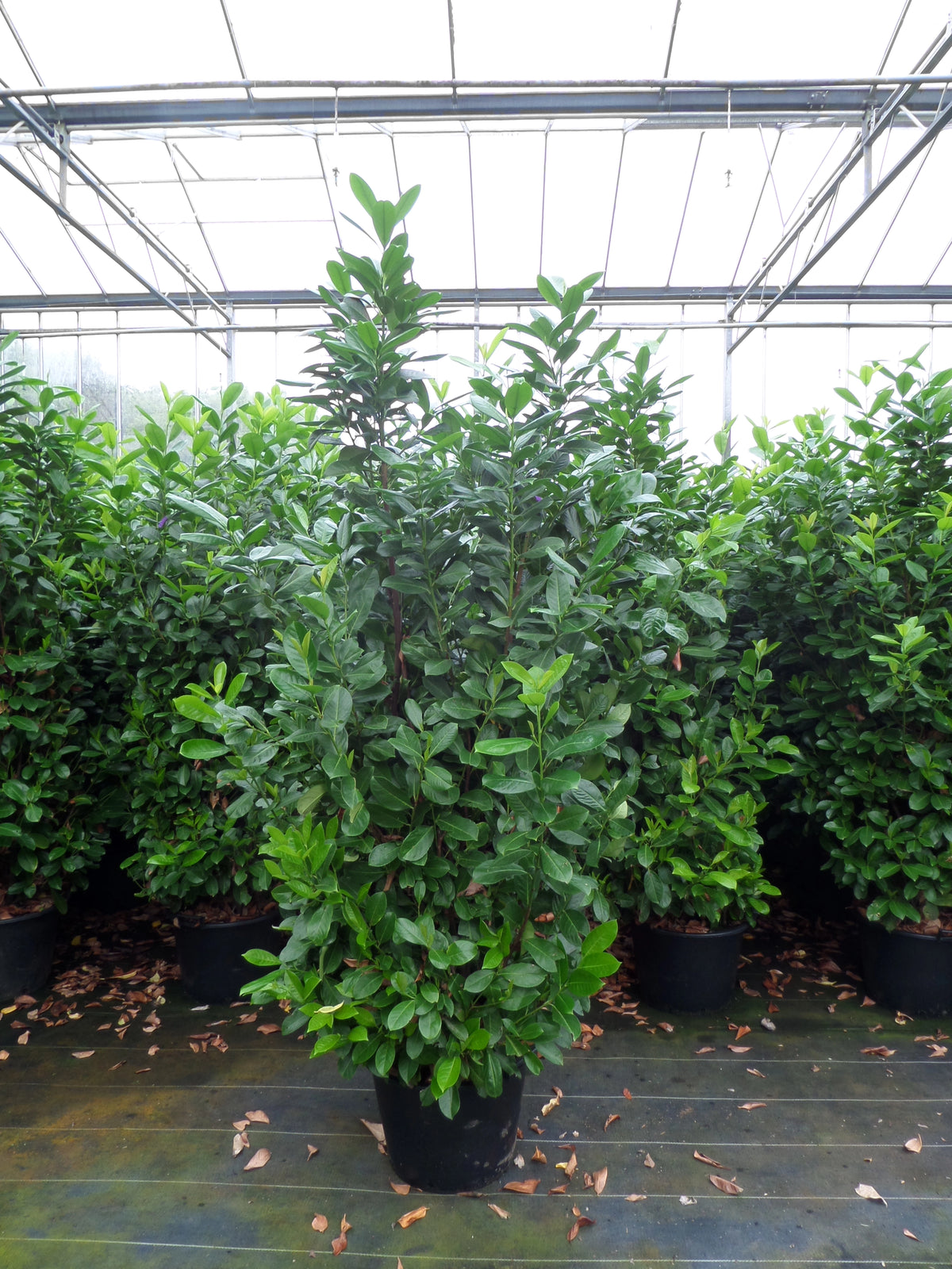 Laurel 8-9ft (240-270cm) in a 45lt pot | Mathias Nurseries