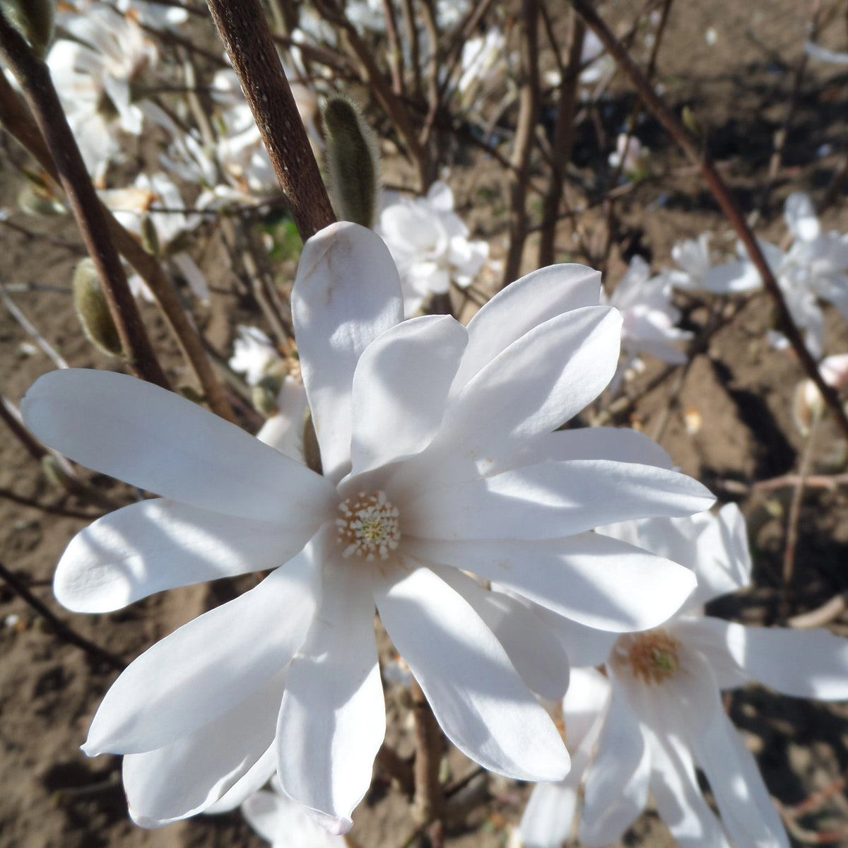 Magnolia stellata 80-100cm in a 25lt pot | Mathias Nurseries