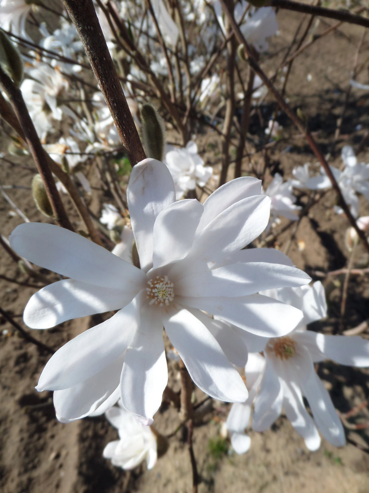 Magnolia stellata 80-100cm in a 25lt pot | Mathias Nurseries