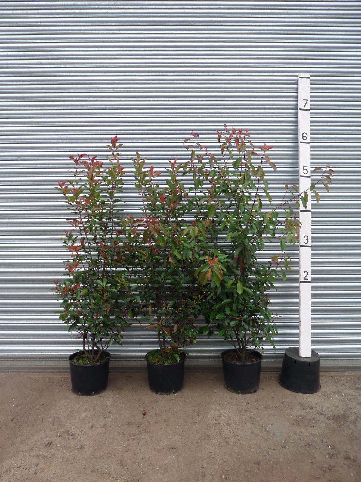 Photinia Red Robin Hedge 5-6ft (150-180cm) in a 15lt pot | Mathias ...