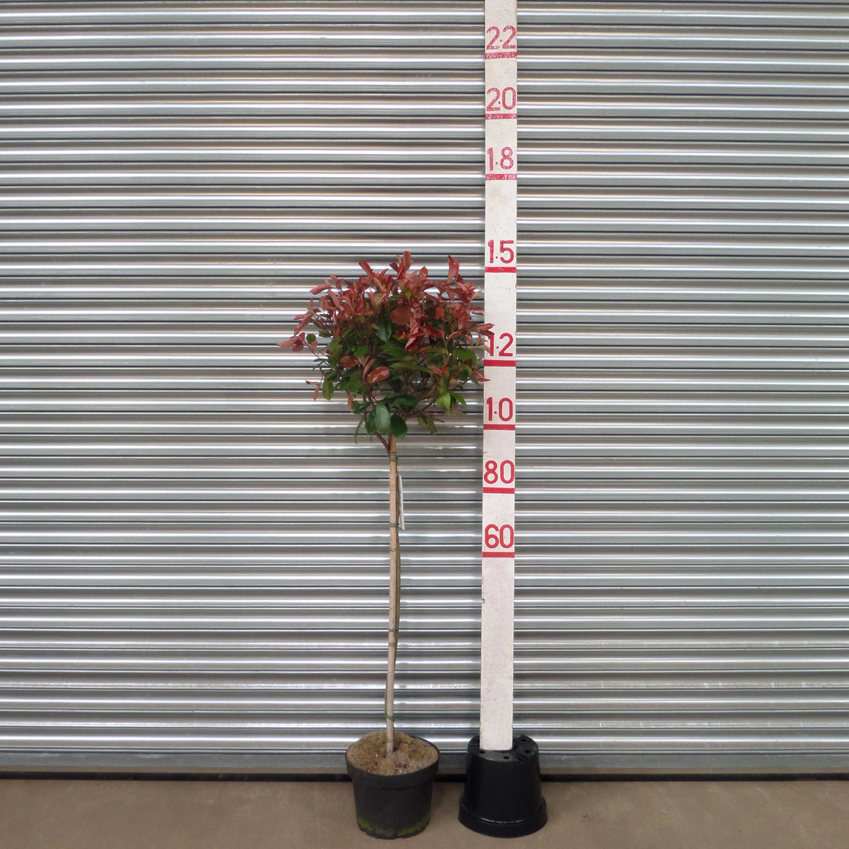 Photinia Red Robin (Short Standard Tree) | Mathias Nurseries
