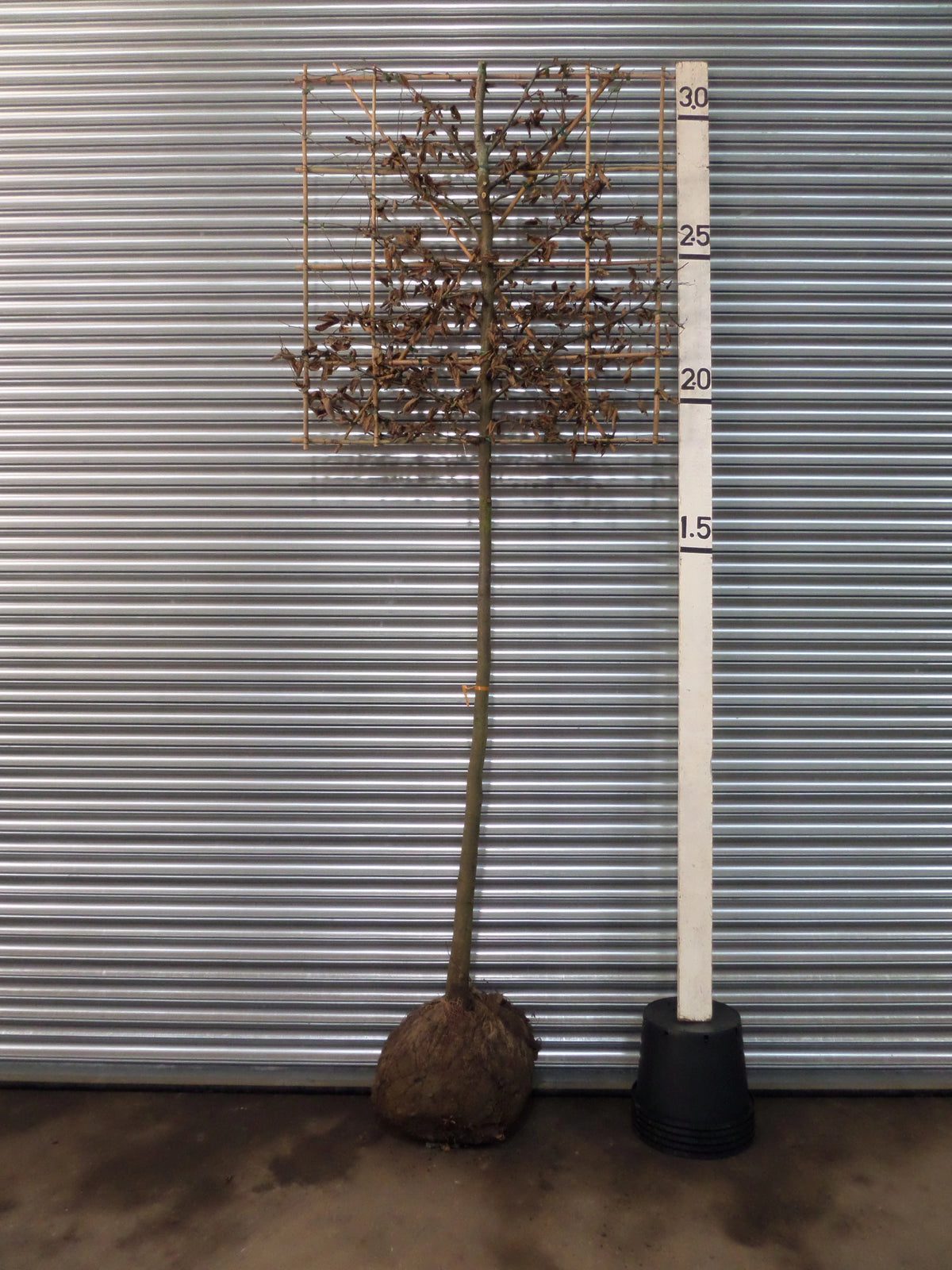 Pleached Hornbeam 6ft (180cm) stems with 4x4ft (120x120cm) head Rootba ...