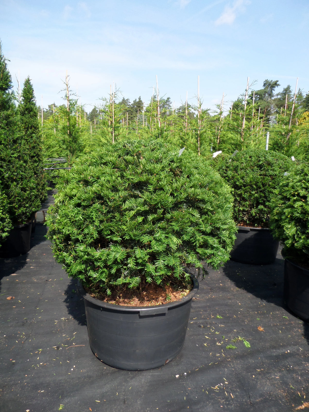 Yew (Taxus baccata) Topiary Ball | Mathias Nurseries