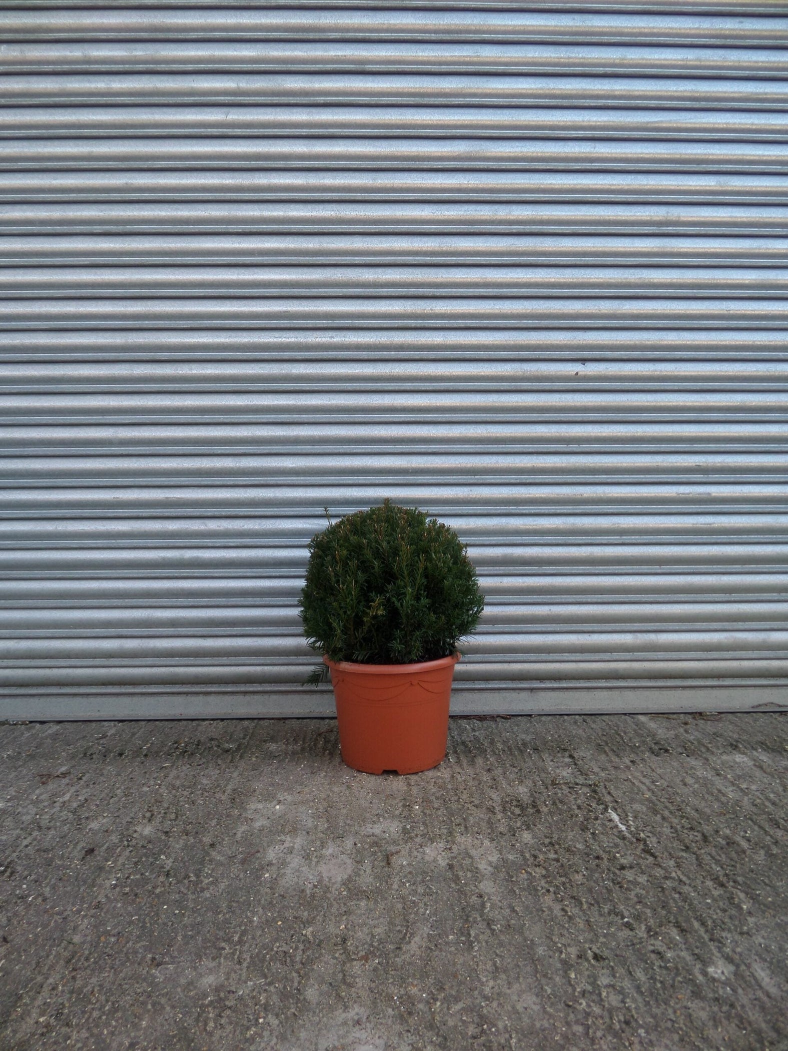 Yew (Taxus baccata) Topiary Ball | Mathias Nurseries