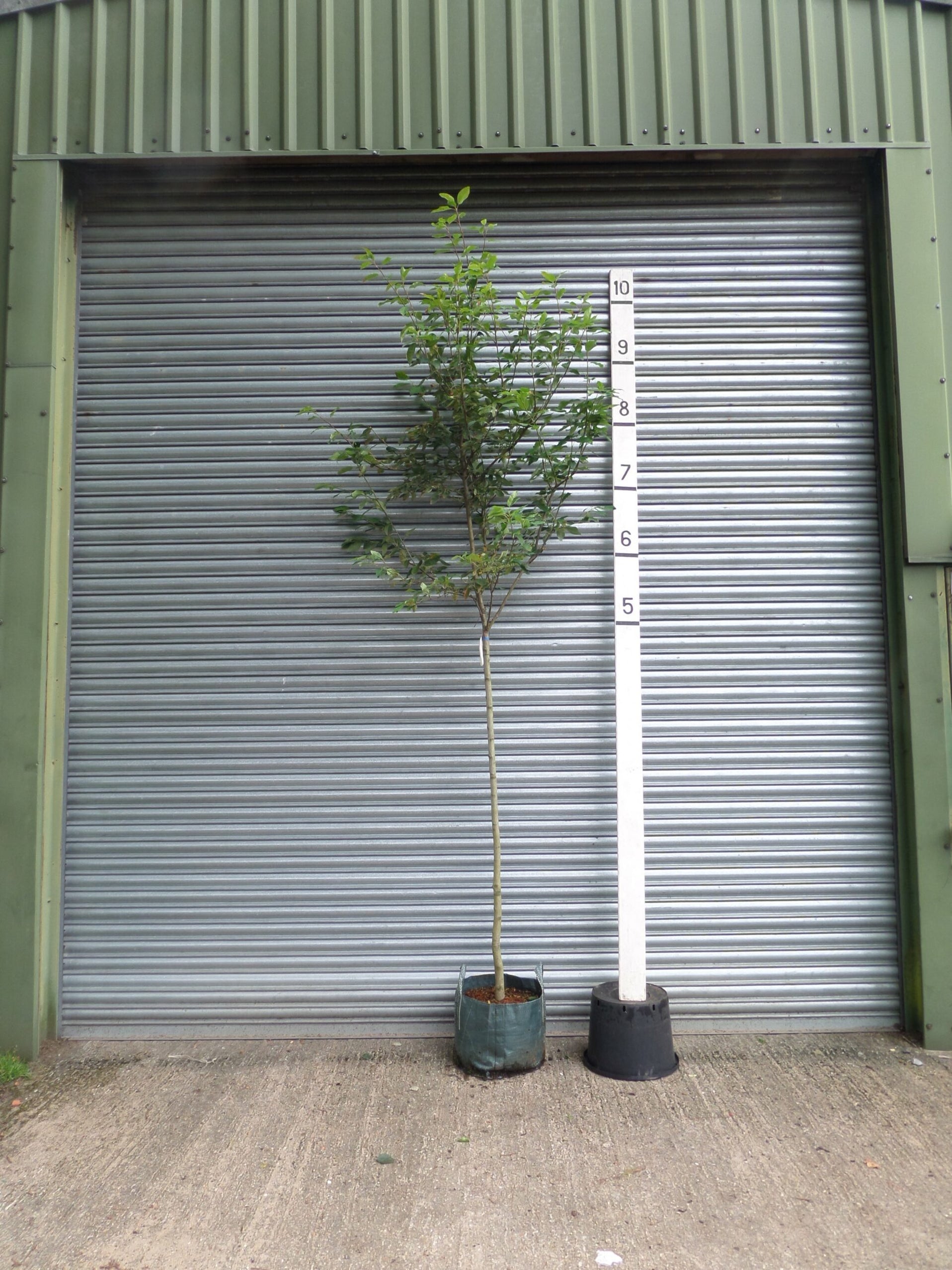 Amelanchier Grandiflora Robin Hill | Serviceberry Tree | Mathias Nurseries