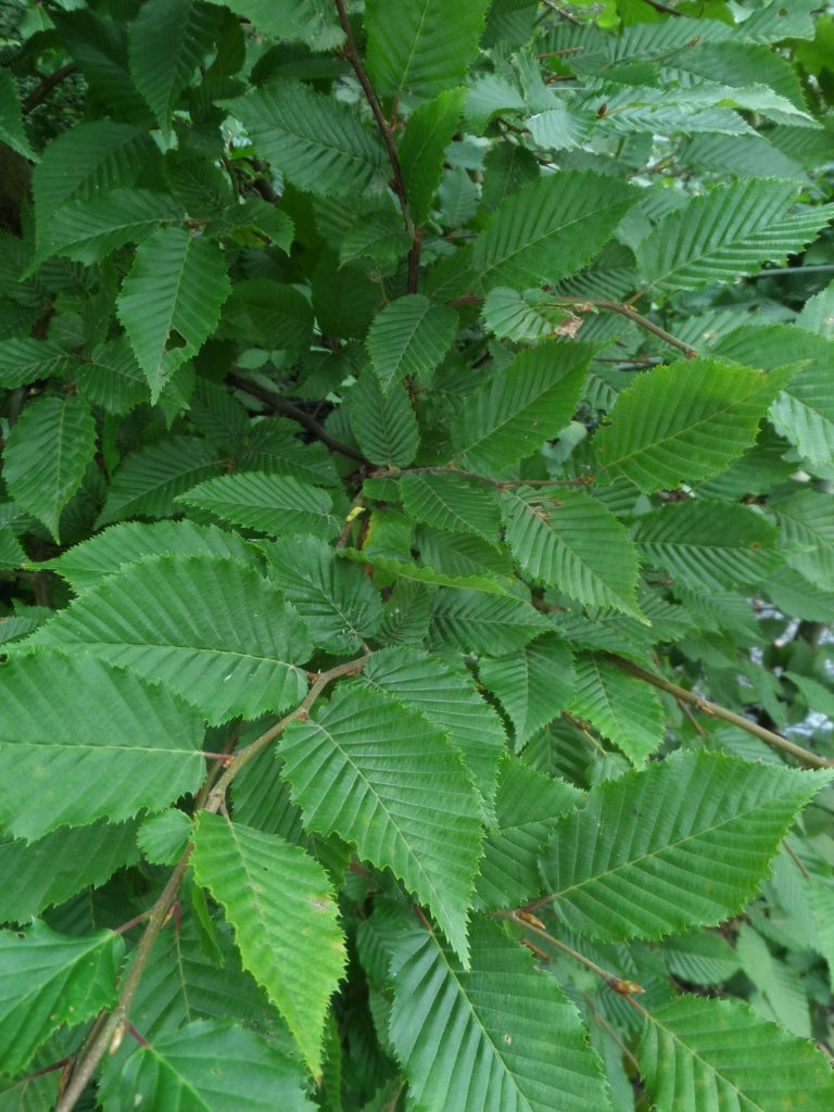 Hornbeam Hedging 10-11ft (300-330cm) Rootballed | Mathias Nurseries