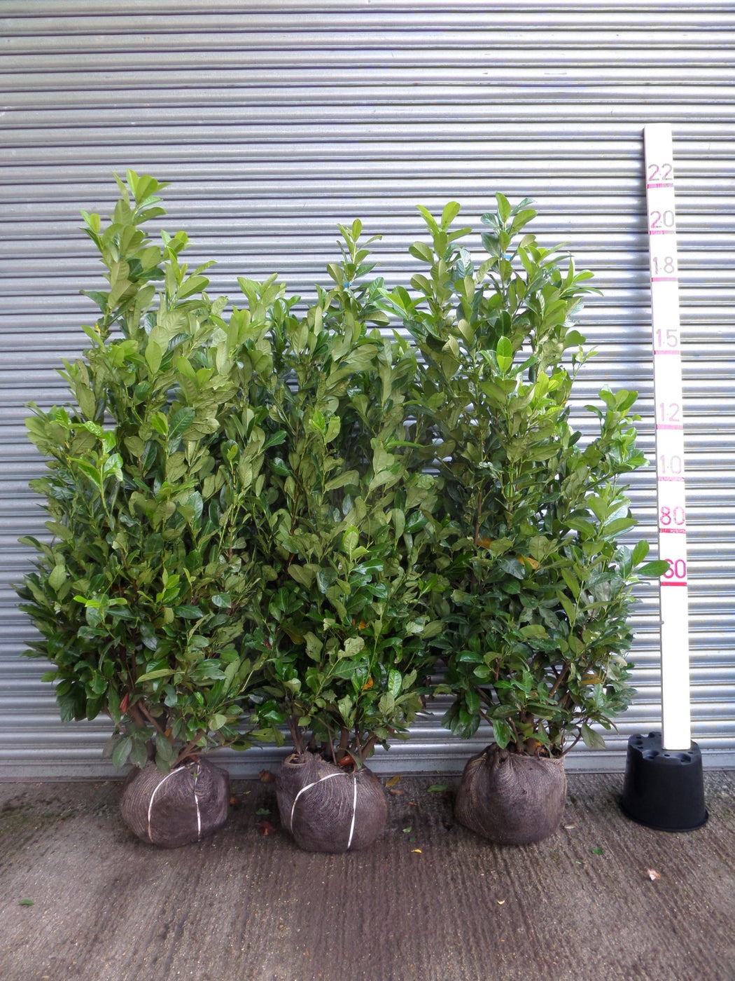 Laurel 6ft (180cm) Rootballed (Extra Bushy) | Mathias Nurseries