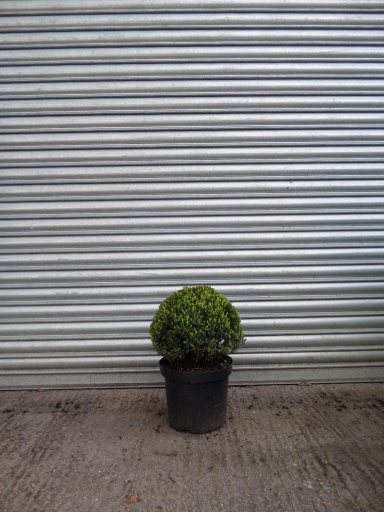 Topiary Box Ball 30cm | Mathias Nurseries