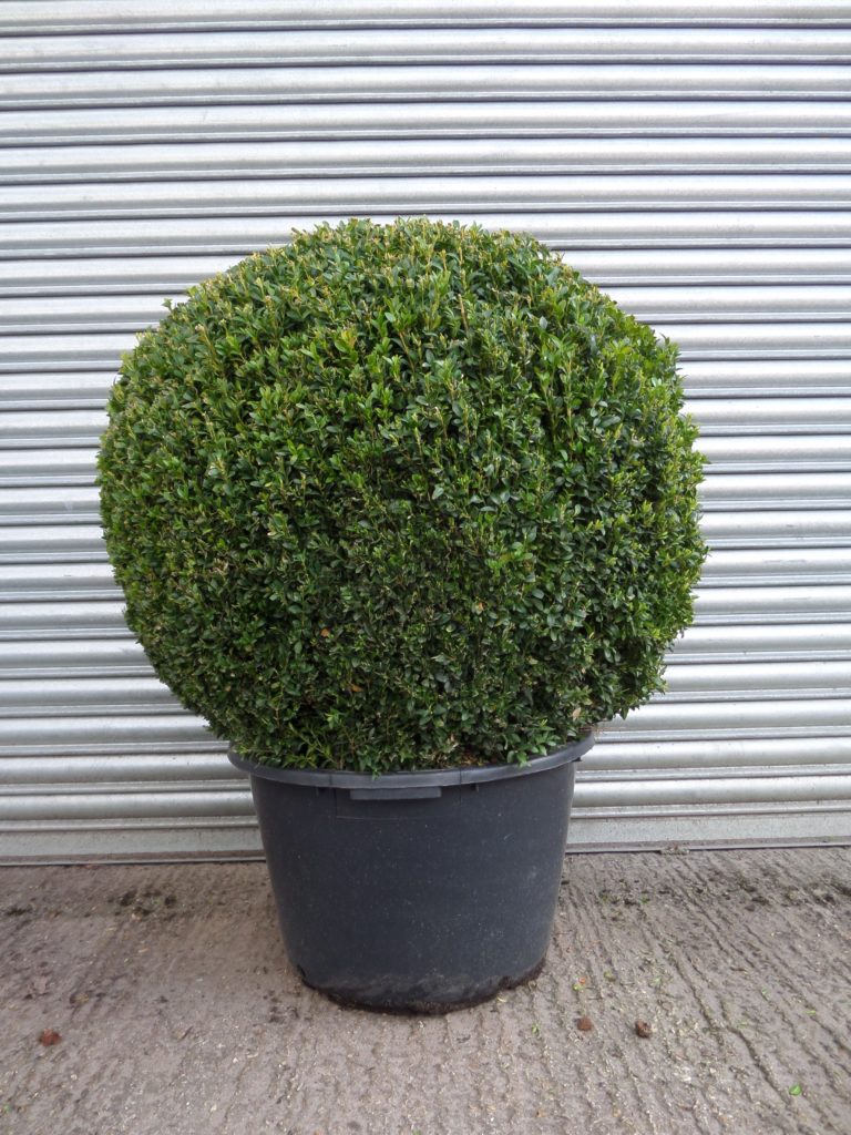 Topiary Box Ball 70cm | Mathias Nurseries