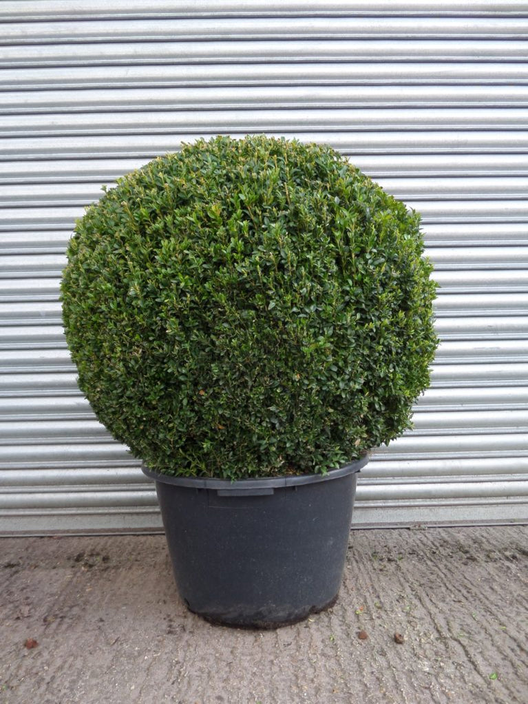 Topiary Box Ball 70cm | Mathias Nurseries