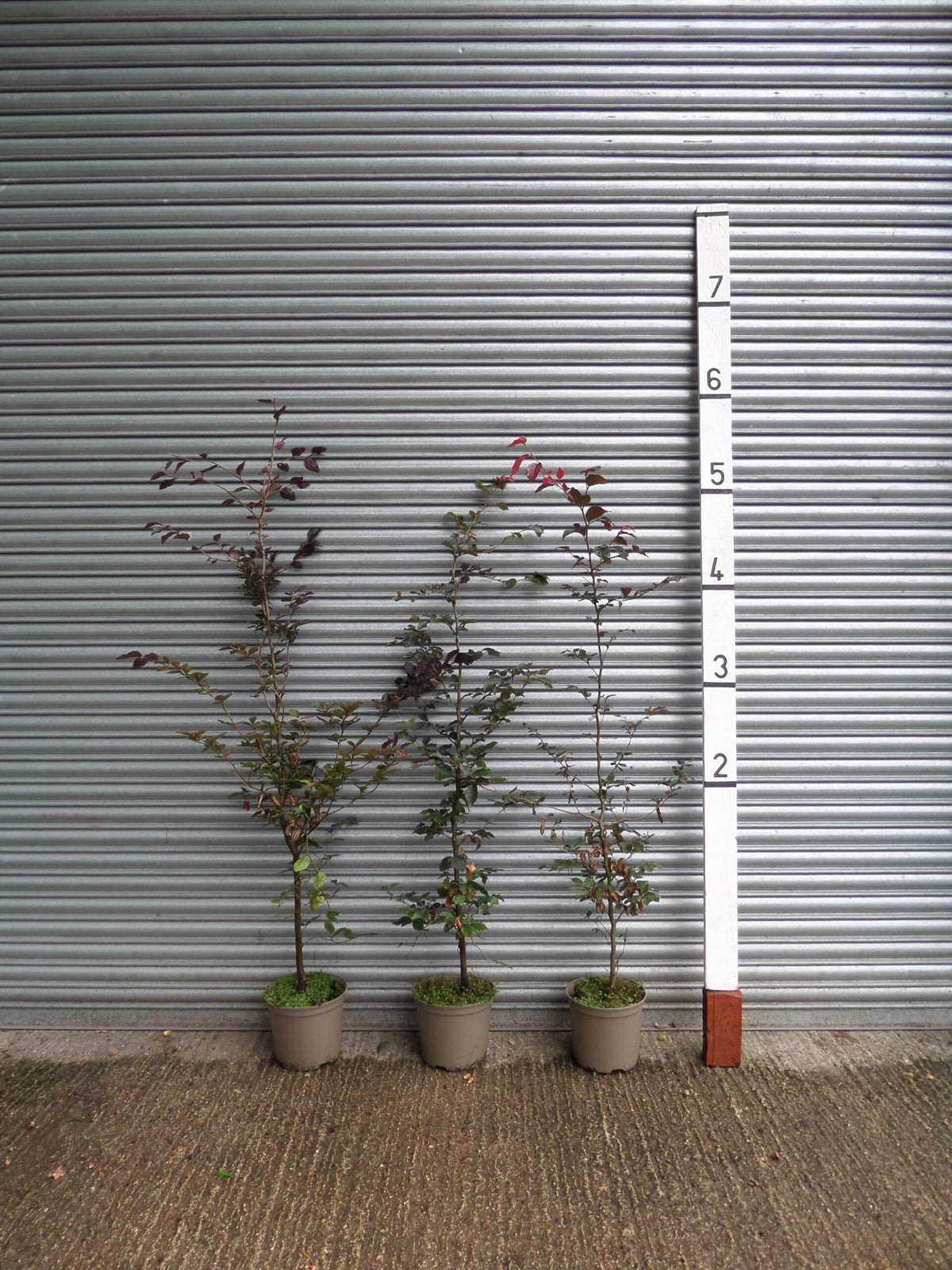 Copper Beech Hedging 5-6ft (150-180cm) in a 7lt pot | Mathias Nurseries