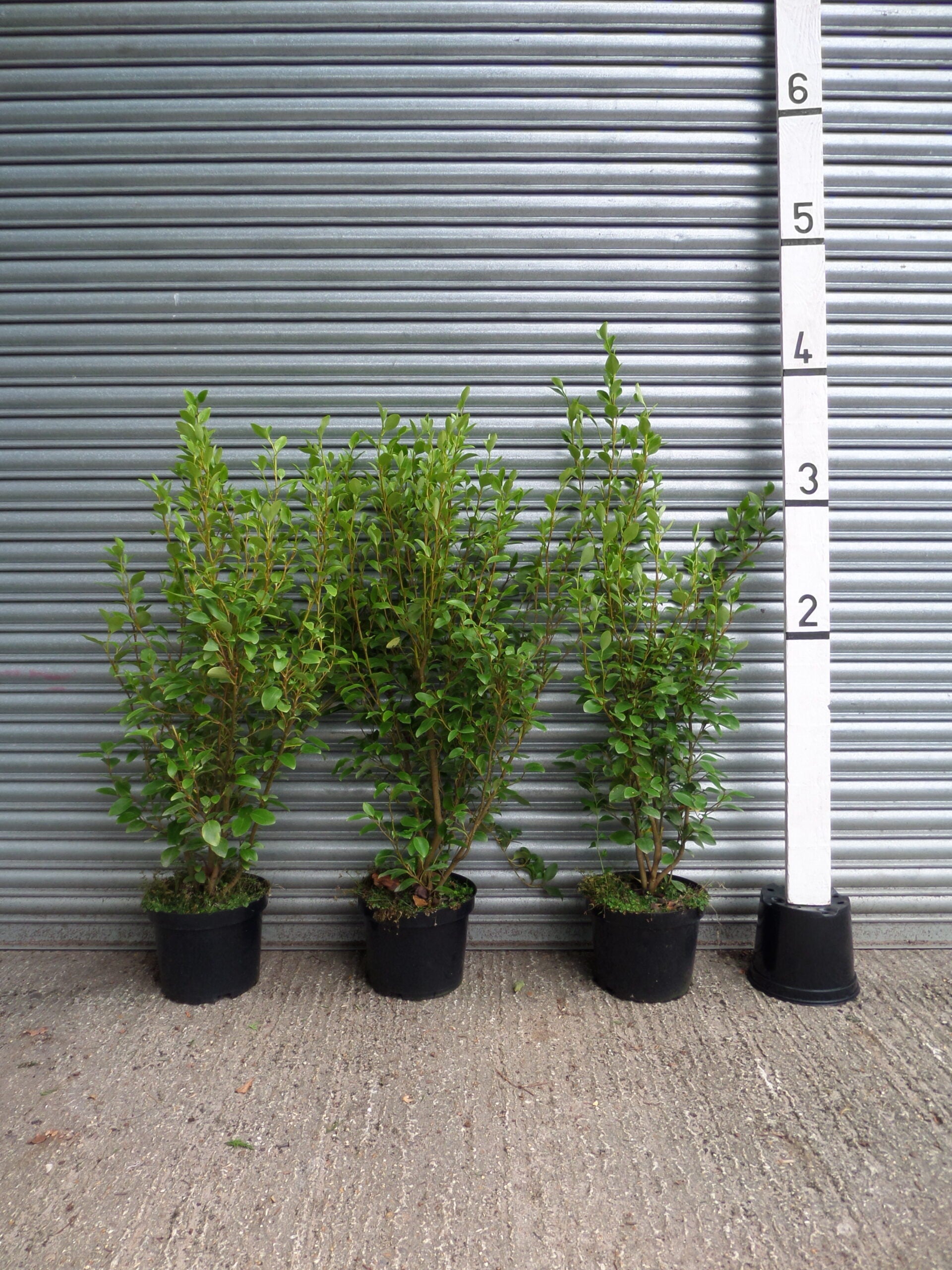 Small Hedging Plants | Mathias Nurseries