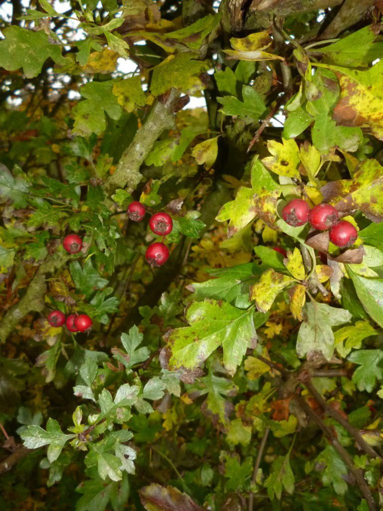Hawthorn Hedging 7-8ft (210-240cm) Rootballed | Mathias Nurseries