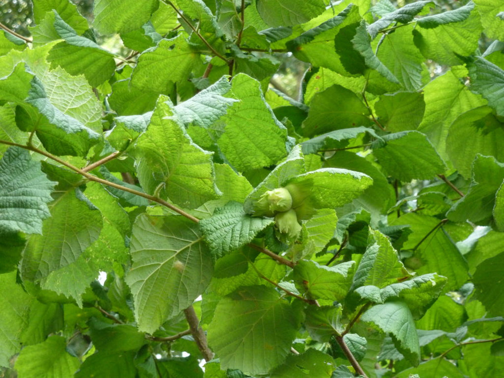 Hazel Hedging 60-100cm Bare Root | Mathias Nurseries