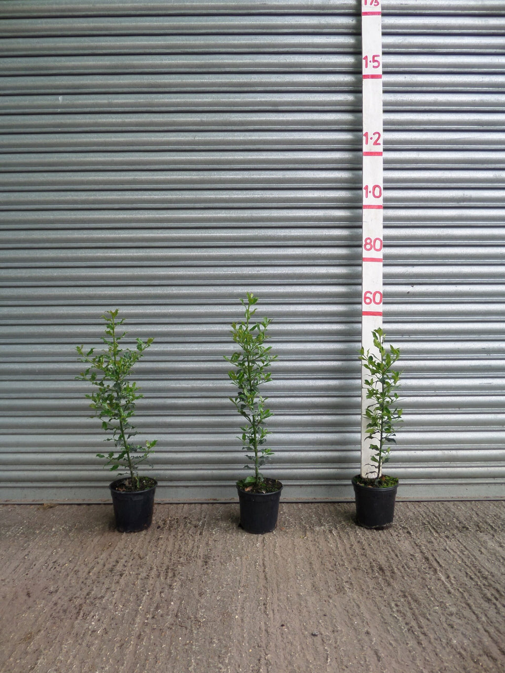 Native Hedging | Mathias Nurseries