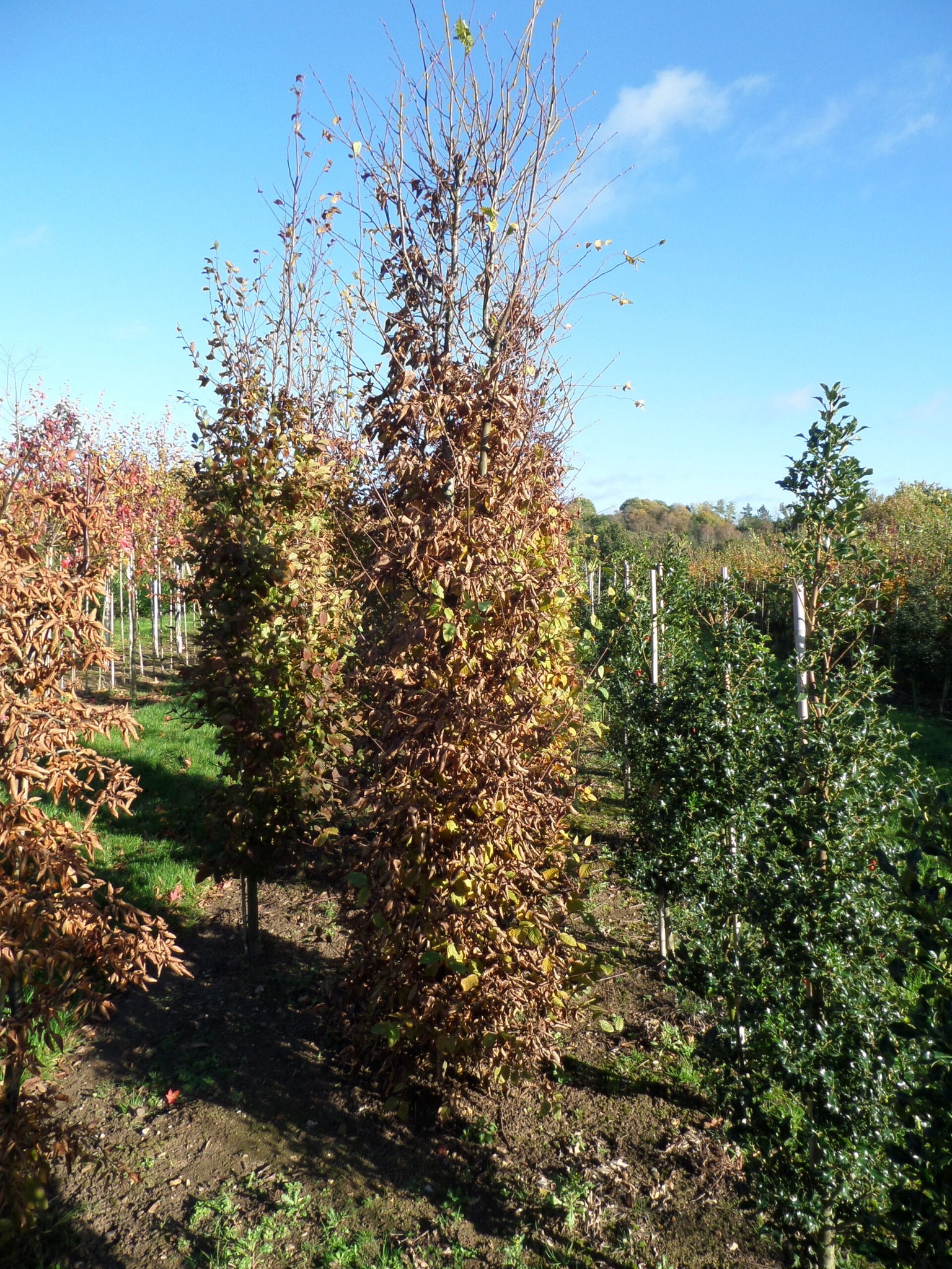 Hornbeam Hedging | Mathias Nurseries