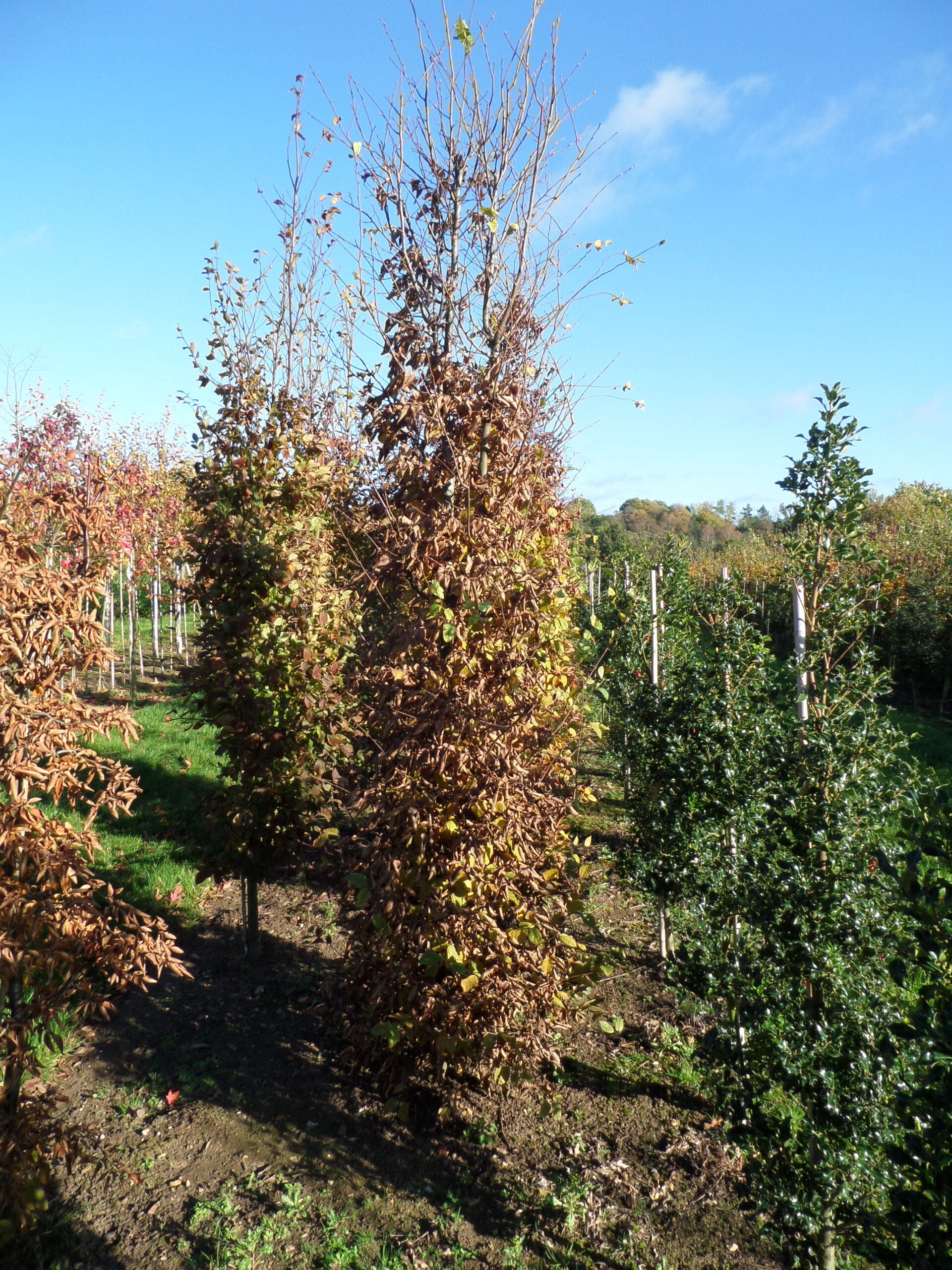 Hornbeam Hedging | Mathias Nurseries