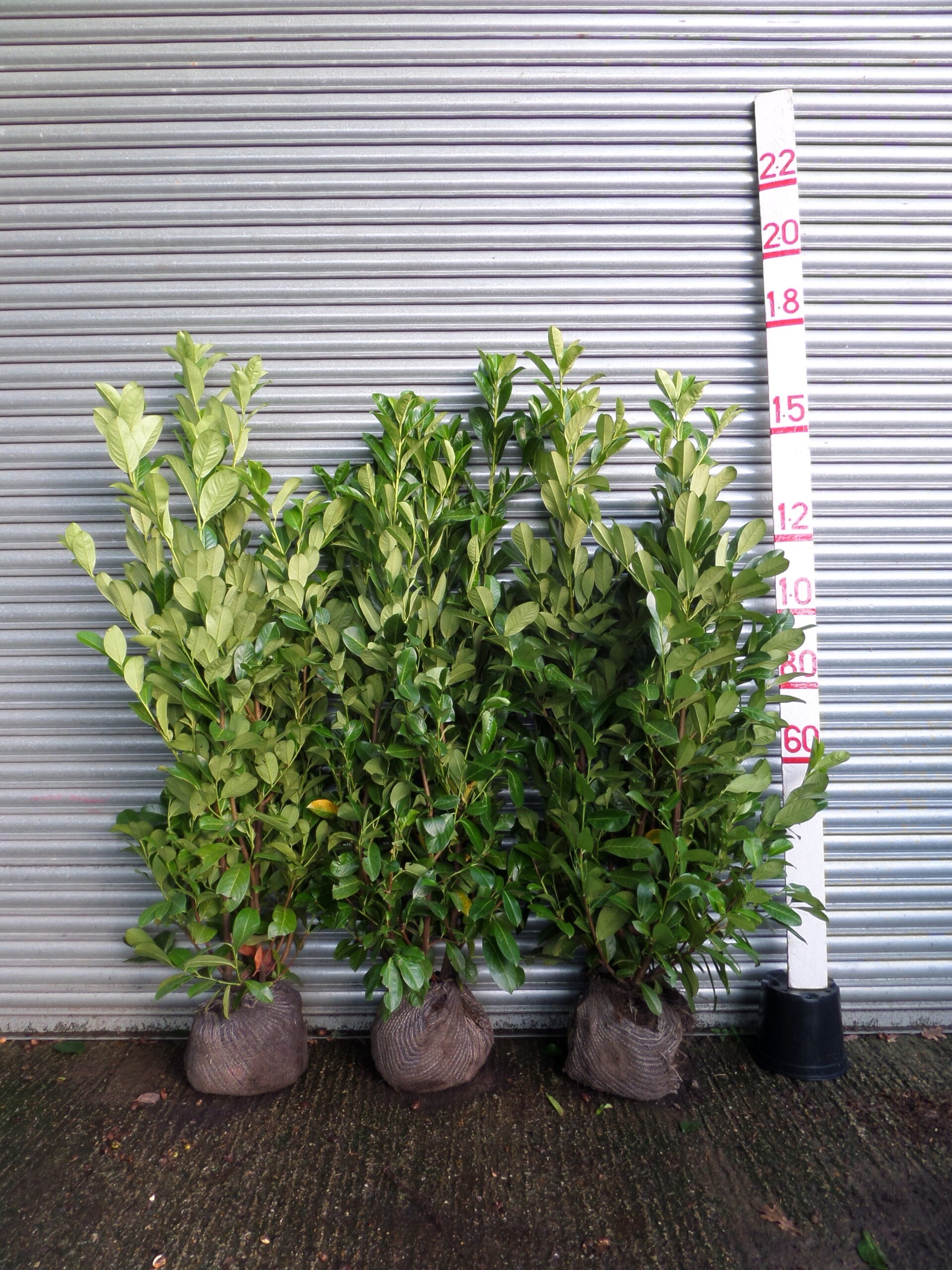 Laurel 5ft (150cm) Rootballed | Mathias Nurseries