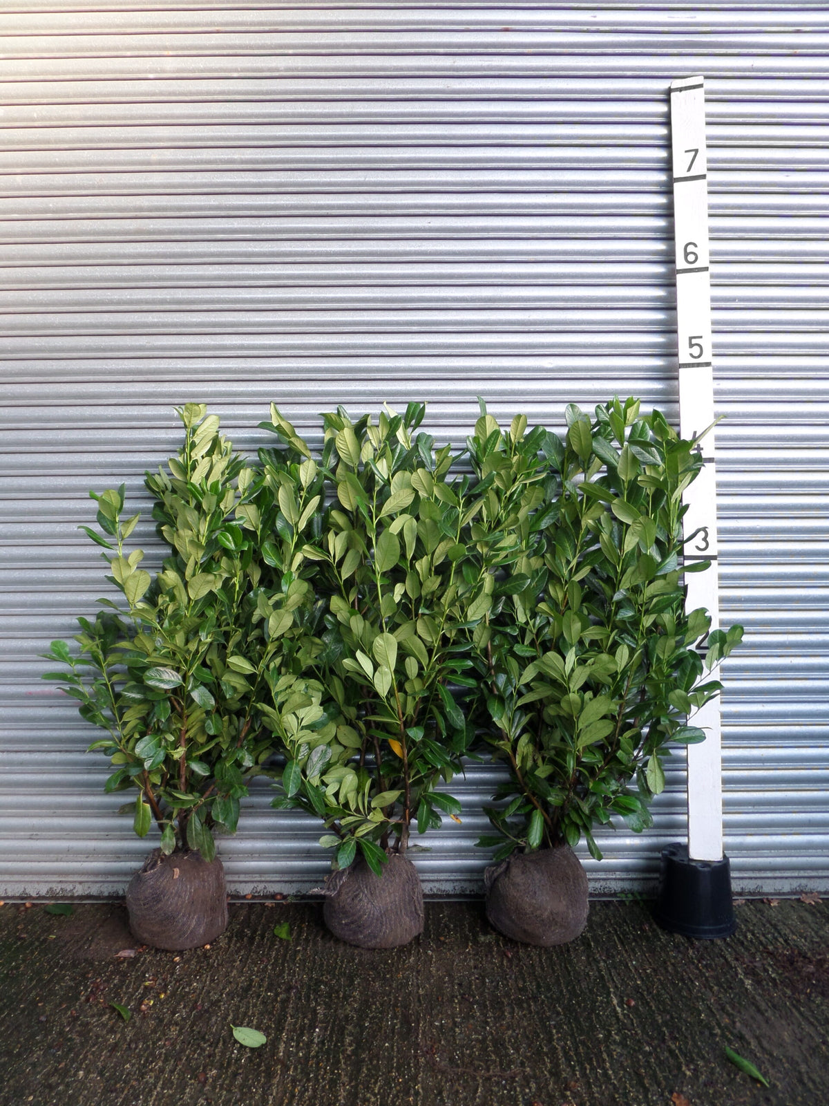 Laurel 4ft (120cm) Rootballed | Mathias Nurseries