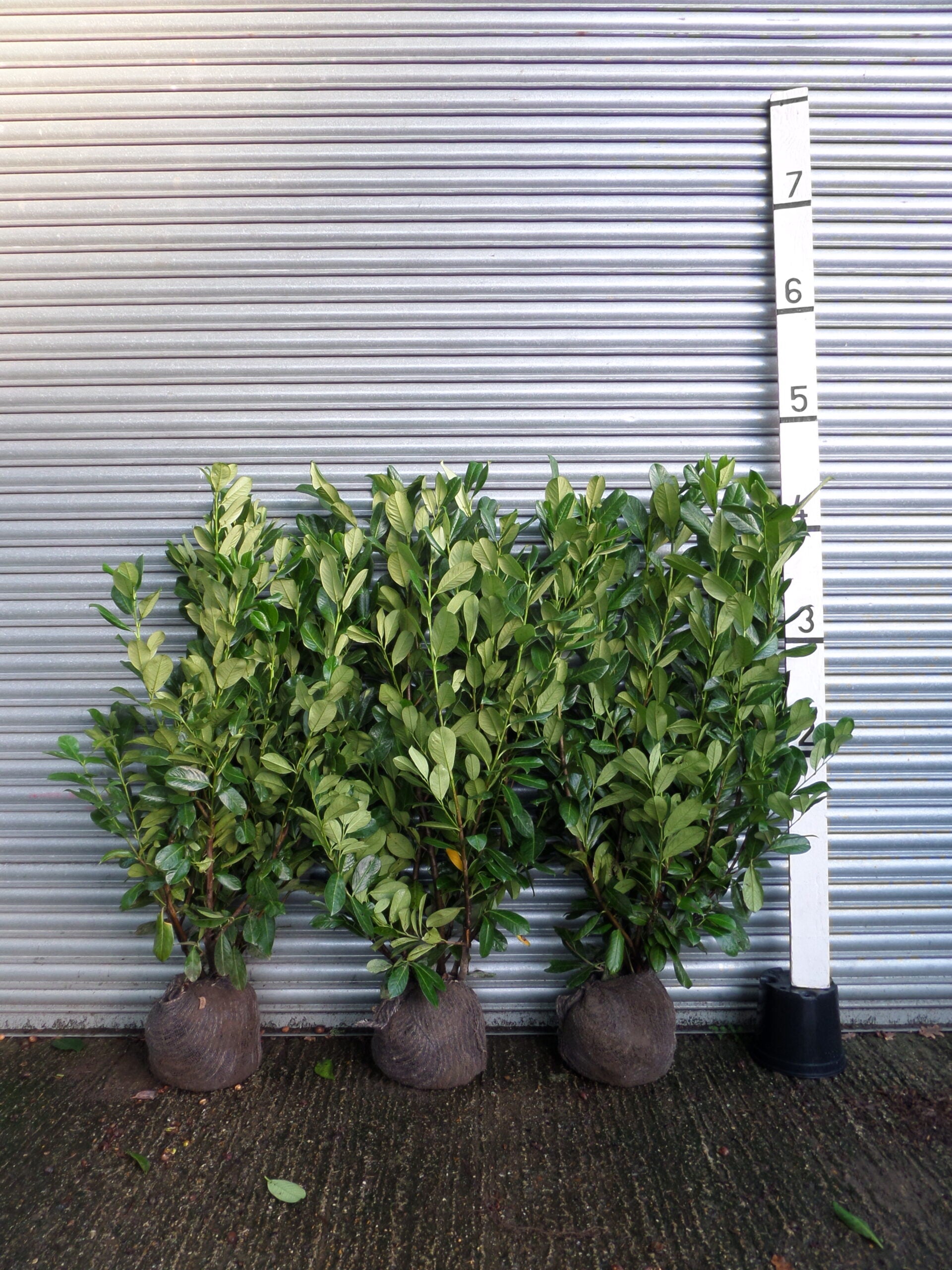 Laurel Hedging | Hedges Online