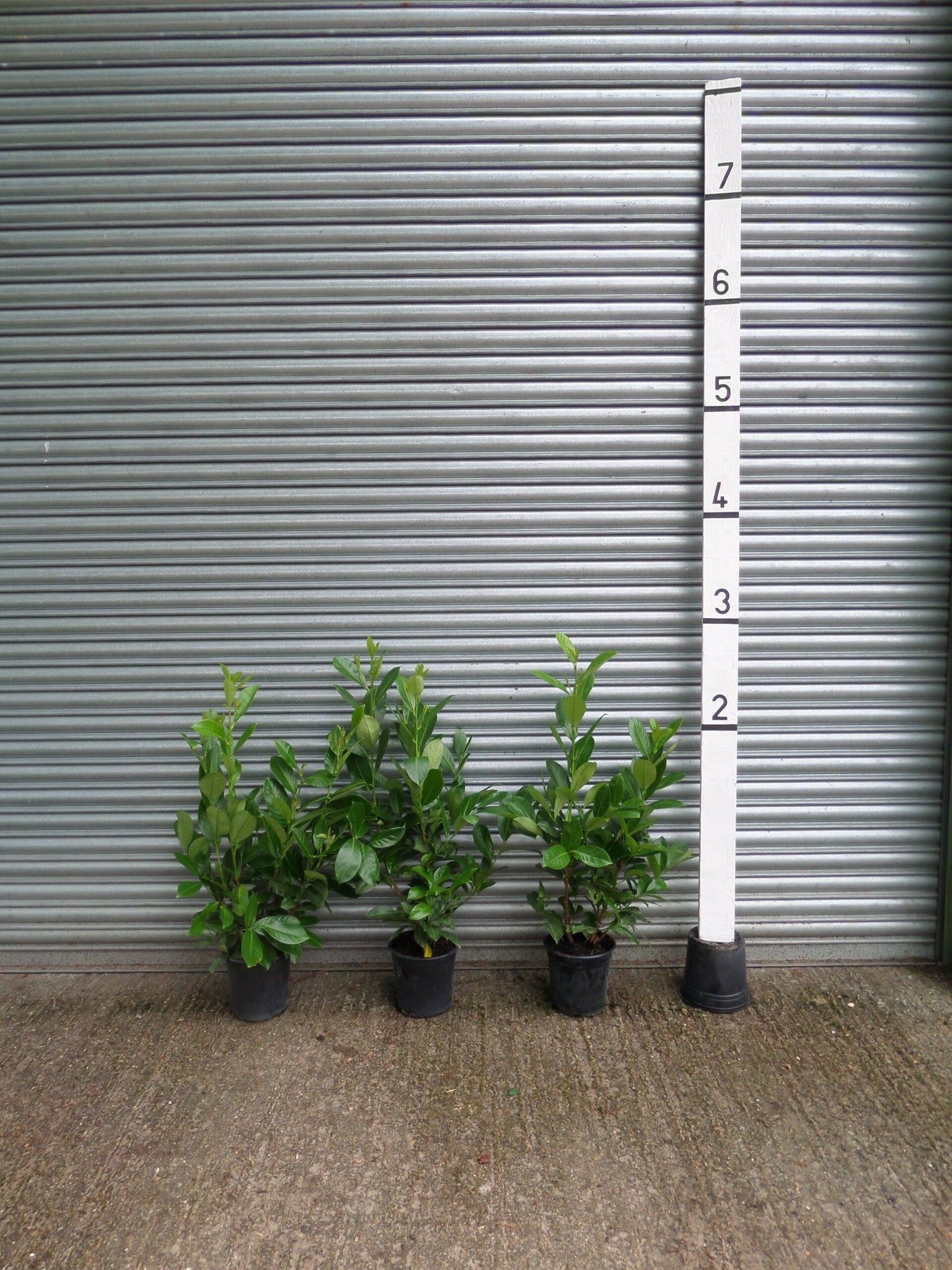Laurel Hedging | Hedges Online