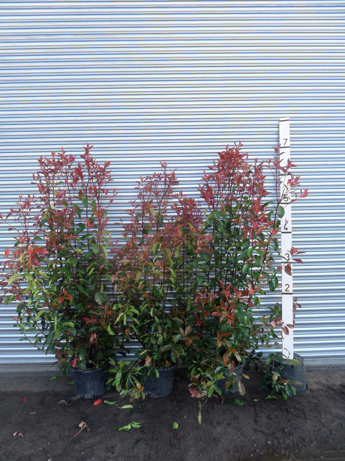 Photinia Red Robin 6ft (180cm) in a 25lt pot | Mathias Nurseries