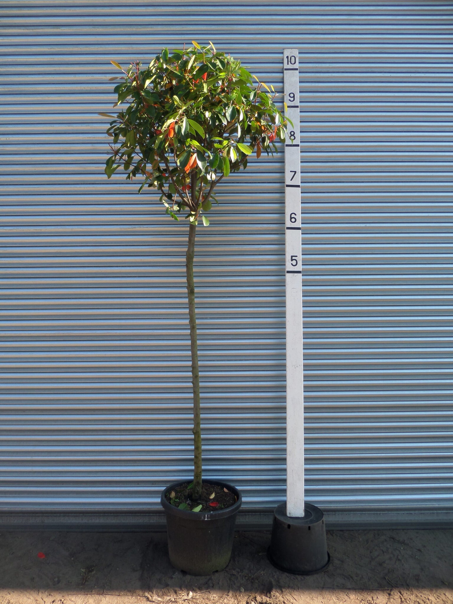 Photinia Red Robin Hedging | Mathias Nurseries