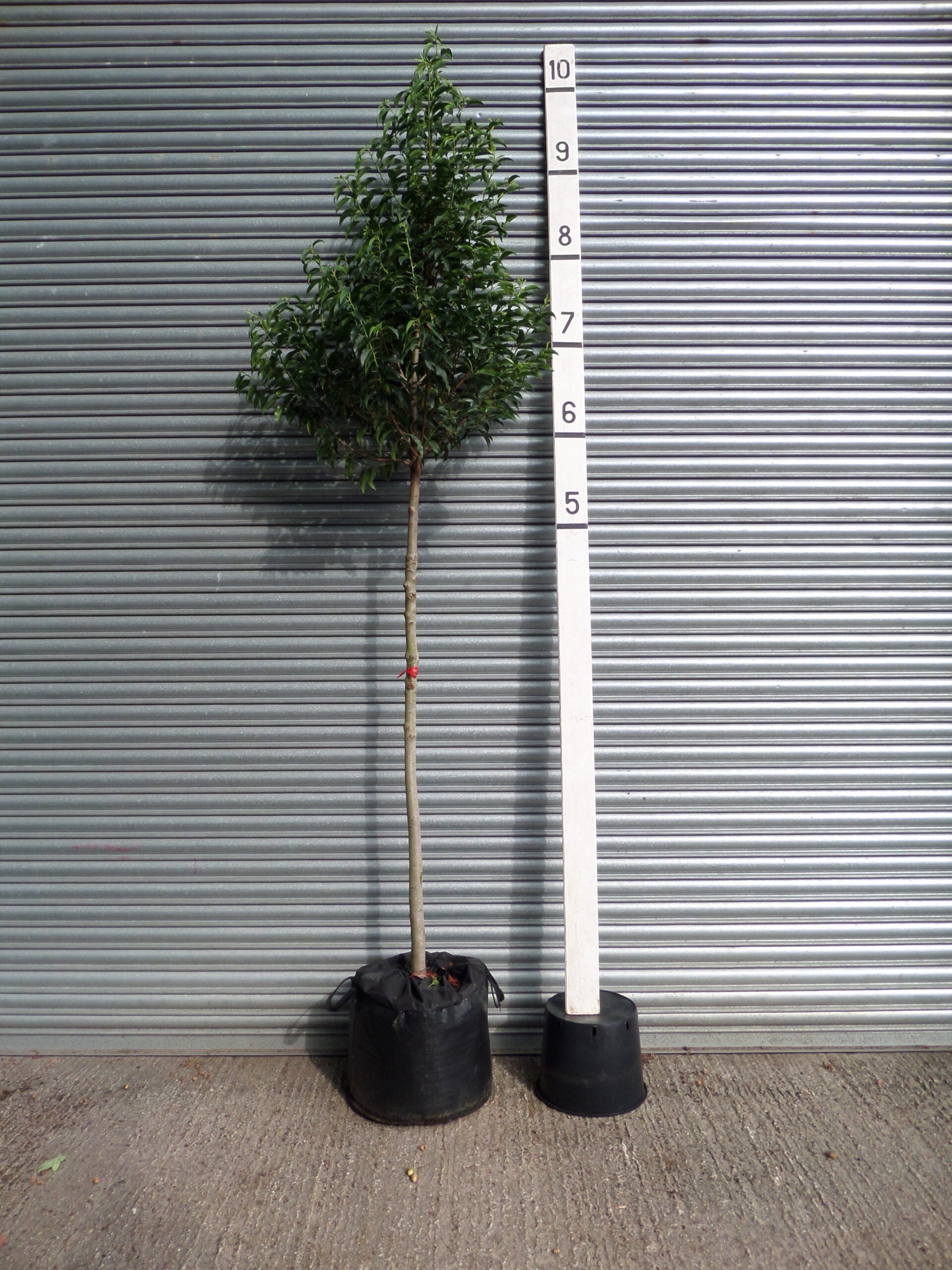 Portuguese Laurel Hedging (Prunus Lusitanica) | Hedges Online