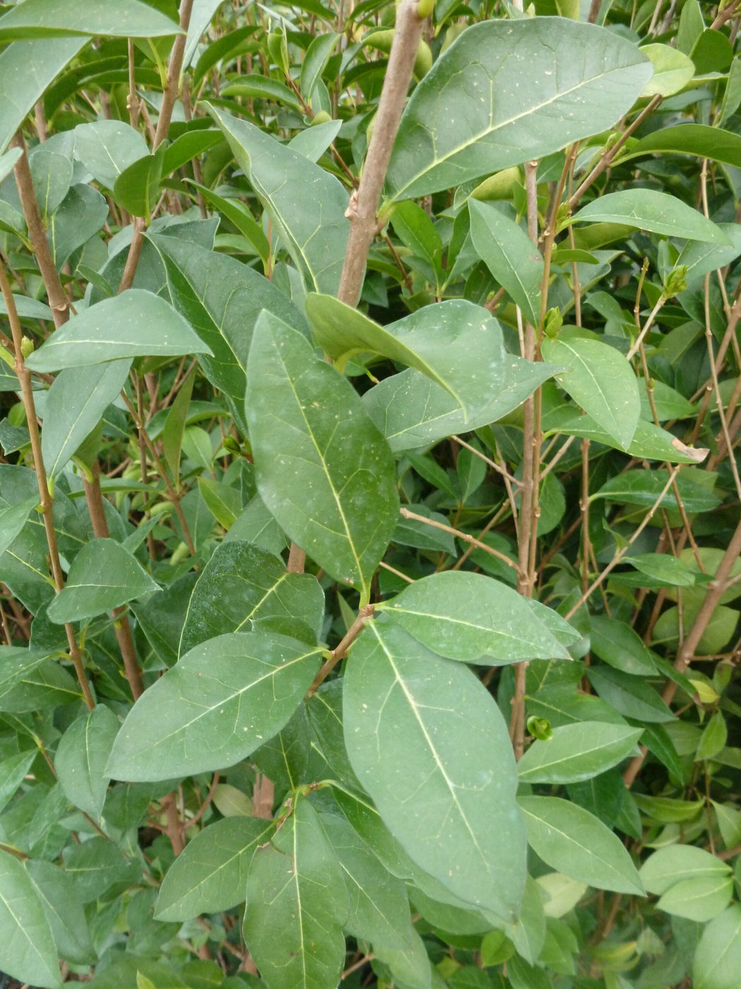 Privet 7-8ft (210-240cm) Rootballed | Mathias Nurseries