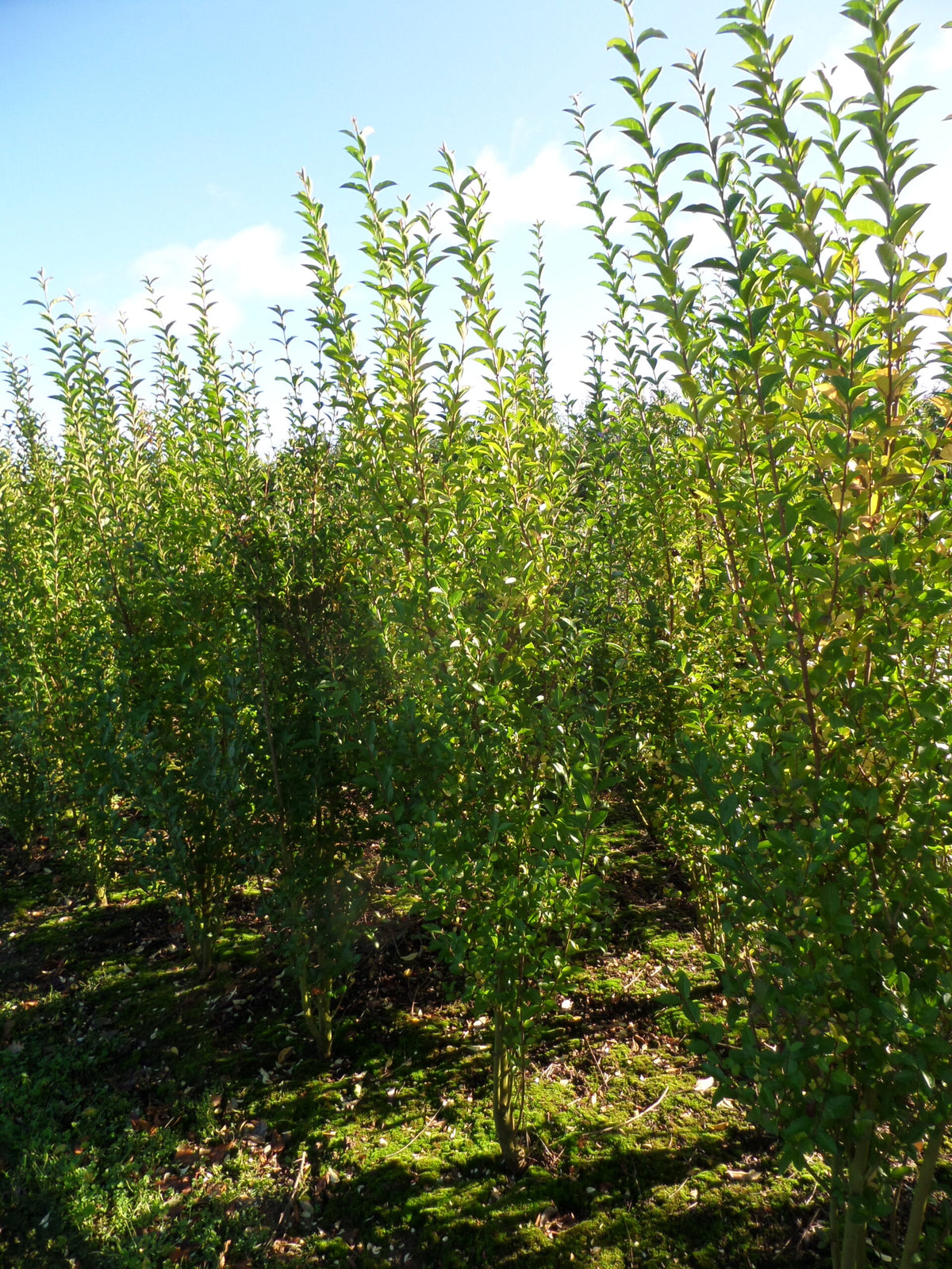 Privet 7-8ft (210-240cm) Rootballed | Mathias Nurseries
