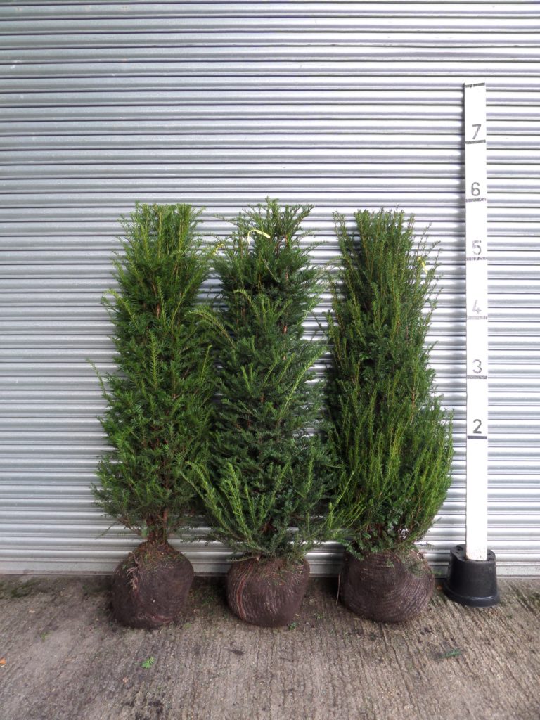 Yew Hedging 5.5-6ft (165-180cm) Root Balled | Mathias Nurseries