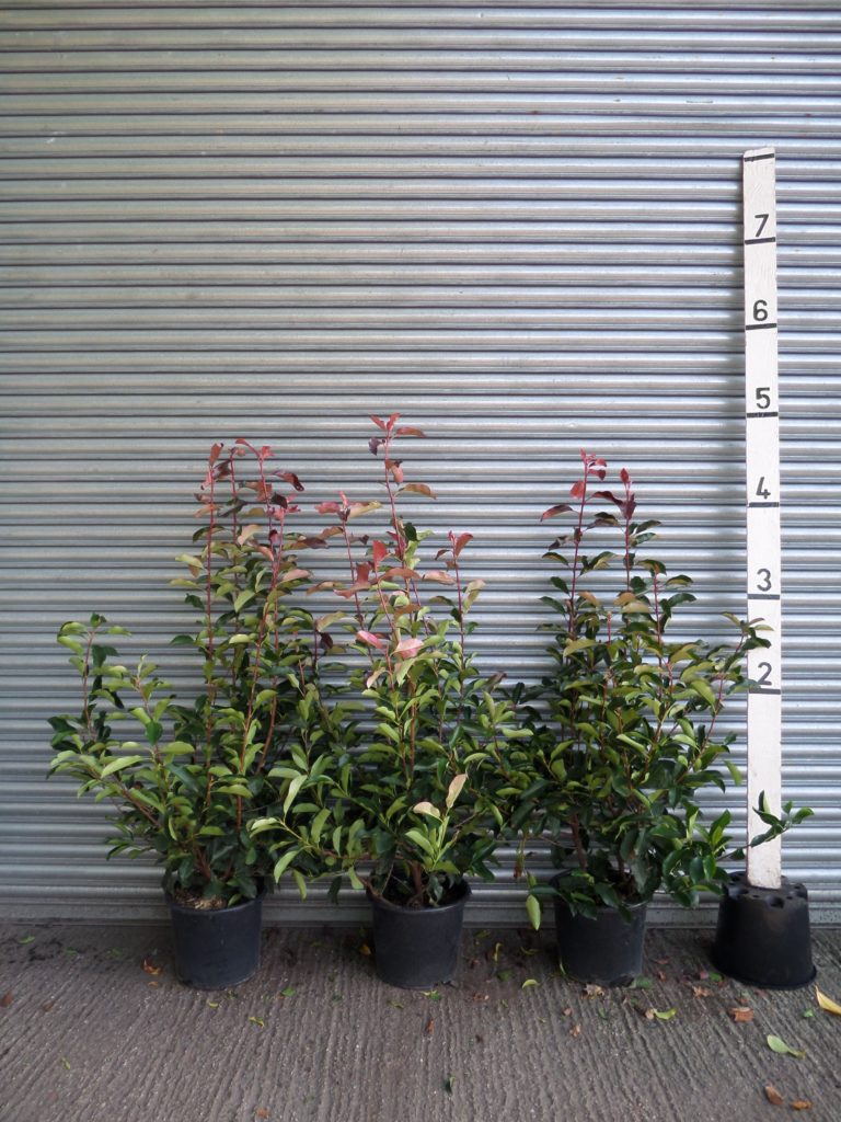 Photinia Red Robin 4-5ft (120-150cm) in a 15lt pot | Mathias Nurseries